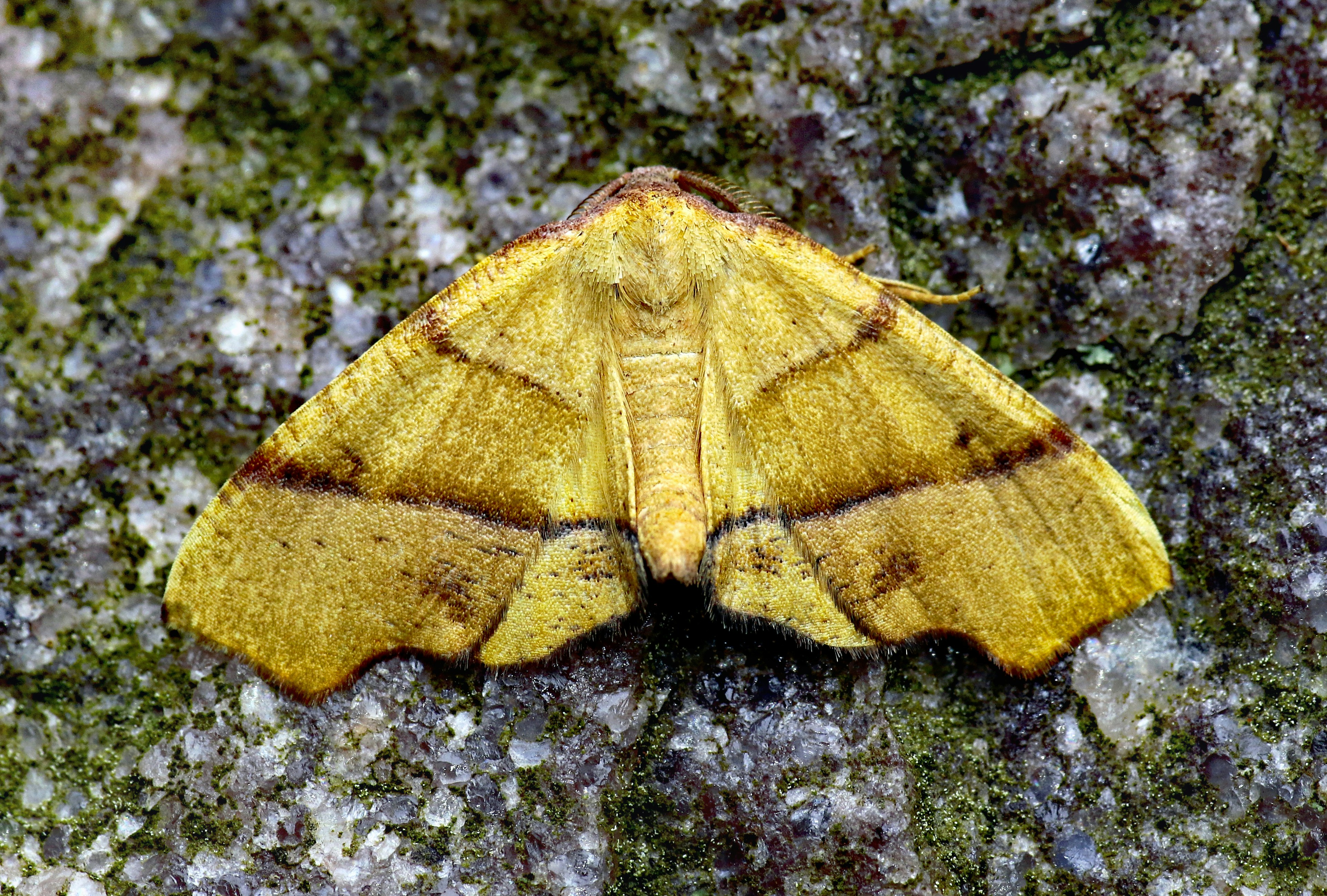 Fervid Plagodis (Plagodis fervidaria) Ice Age National Scientific Reserve Unit, Baraboo, WI, USA taken: 7/25/2017, image no: 181aaapDec2025