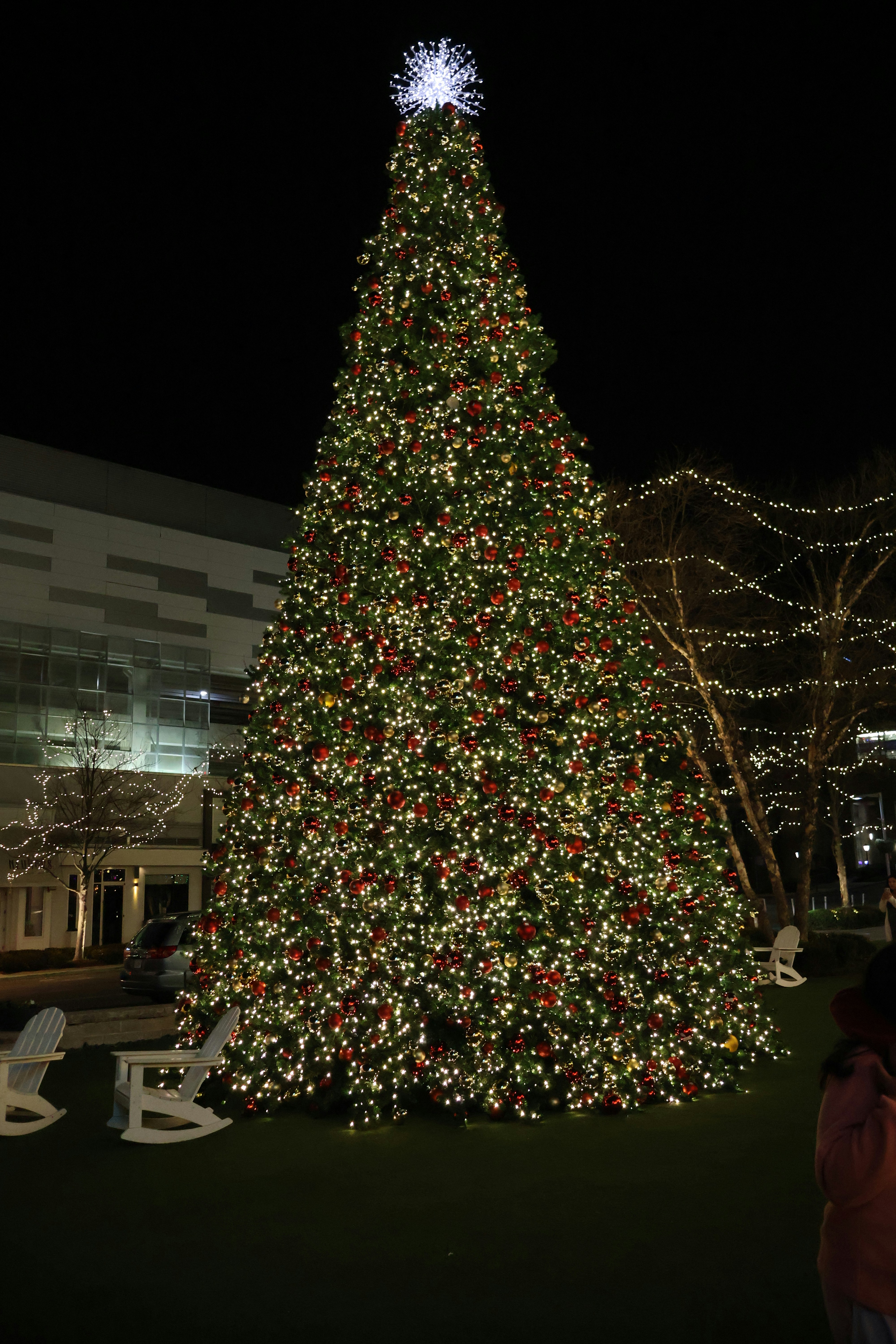 Glow of the Tall Tree: Night Holiday at the Plaza