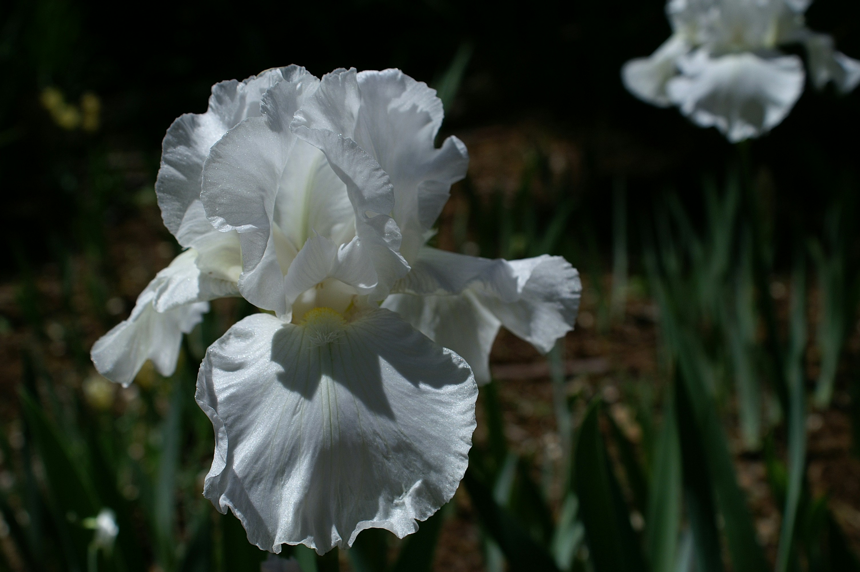 A delicate white iris flower blooms in sunlight.
