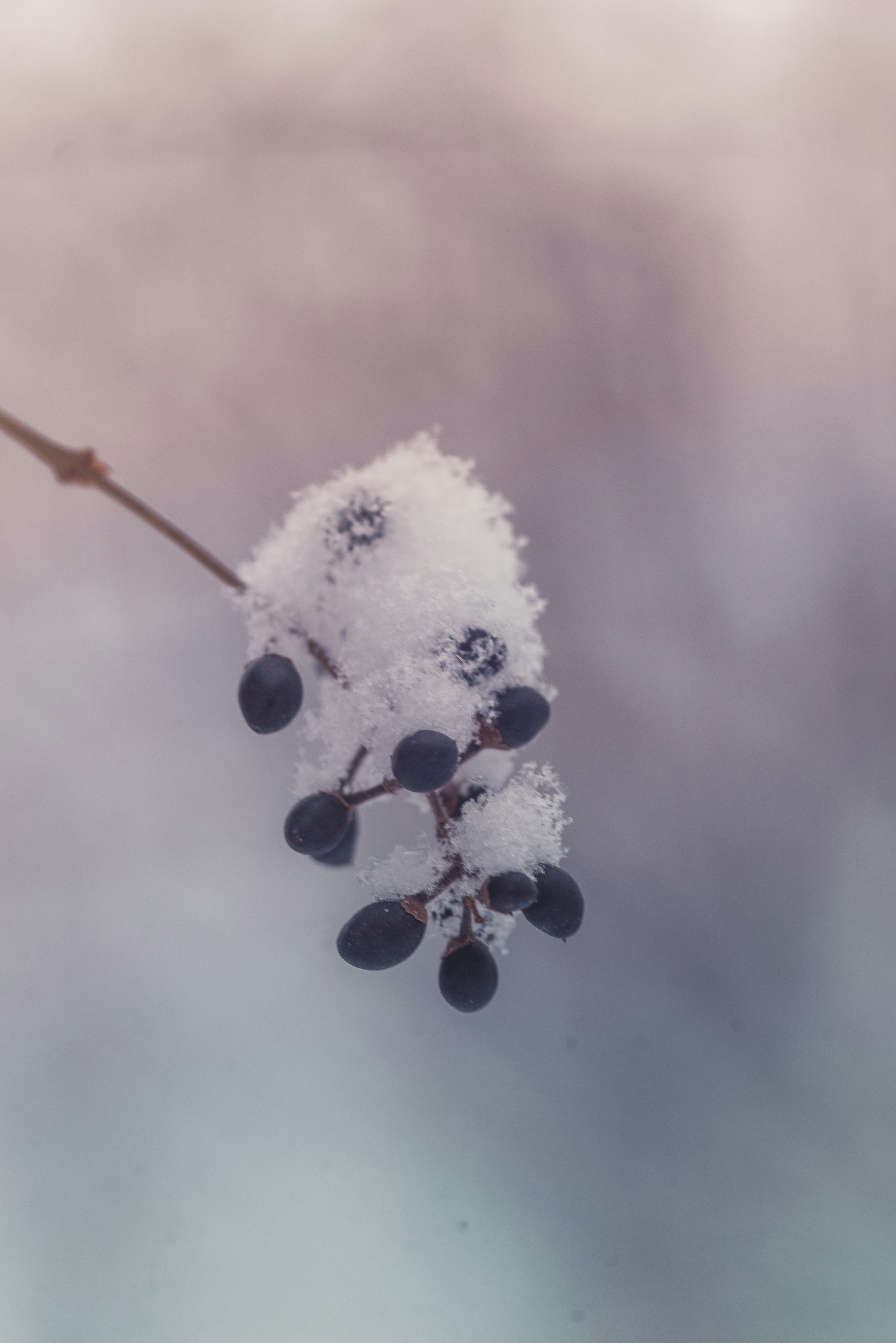Snow-nest on a berry: a frosted cluster in soft light