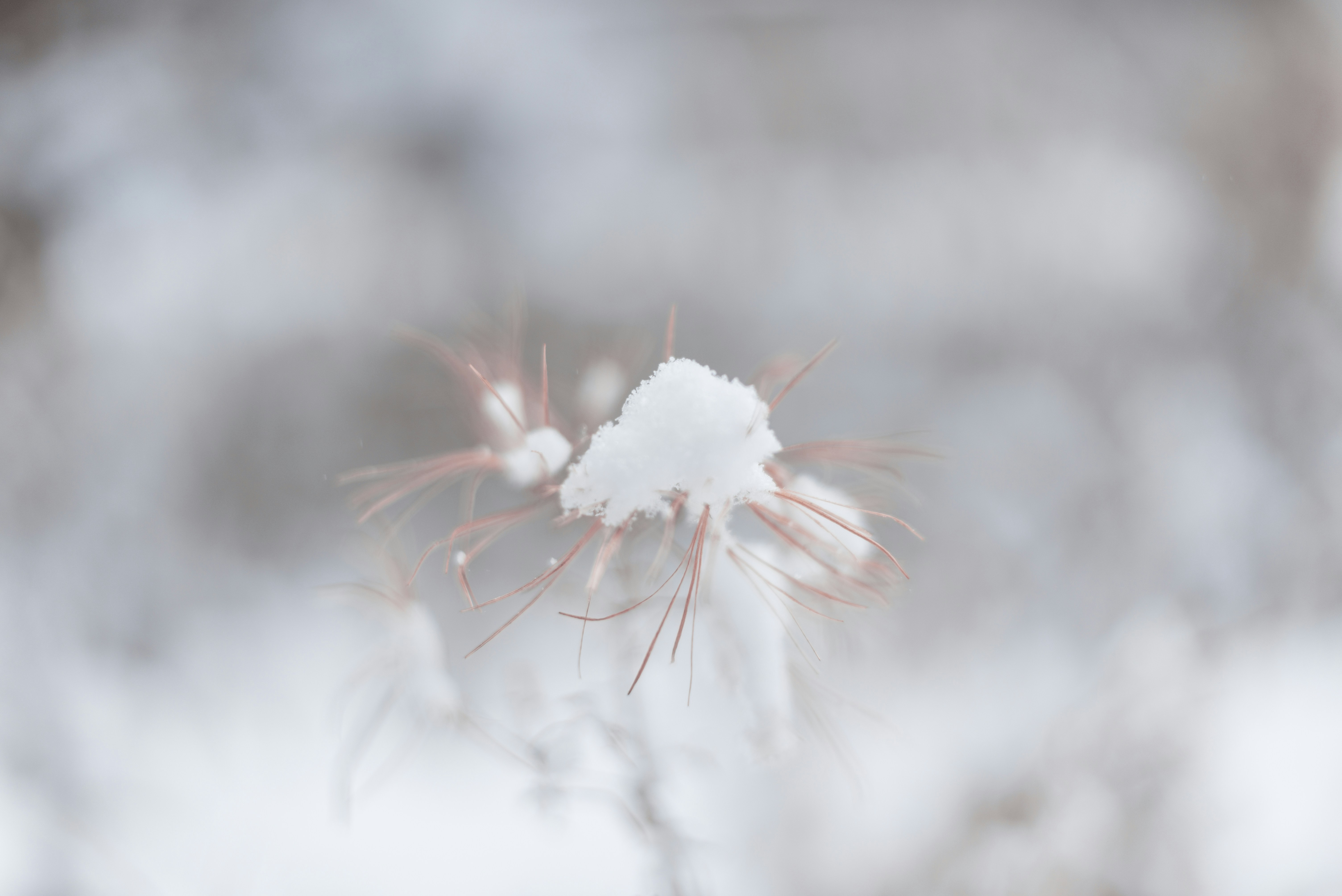 Snow-Capped Seed Head: a delicate winter bloom against a soft, blurred backdrop
