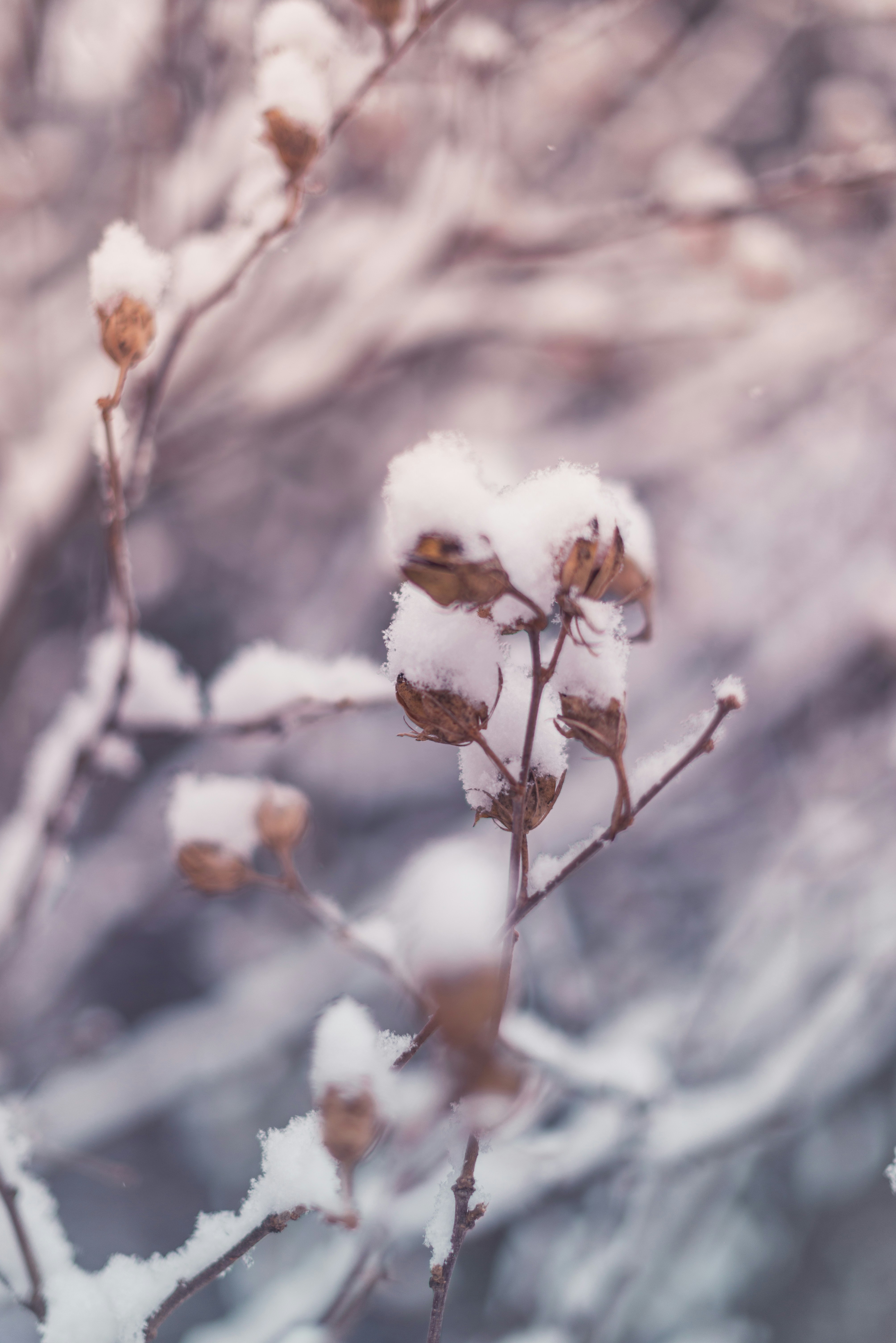 Snow-kissed Buds in Soft Focus