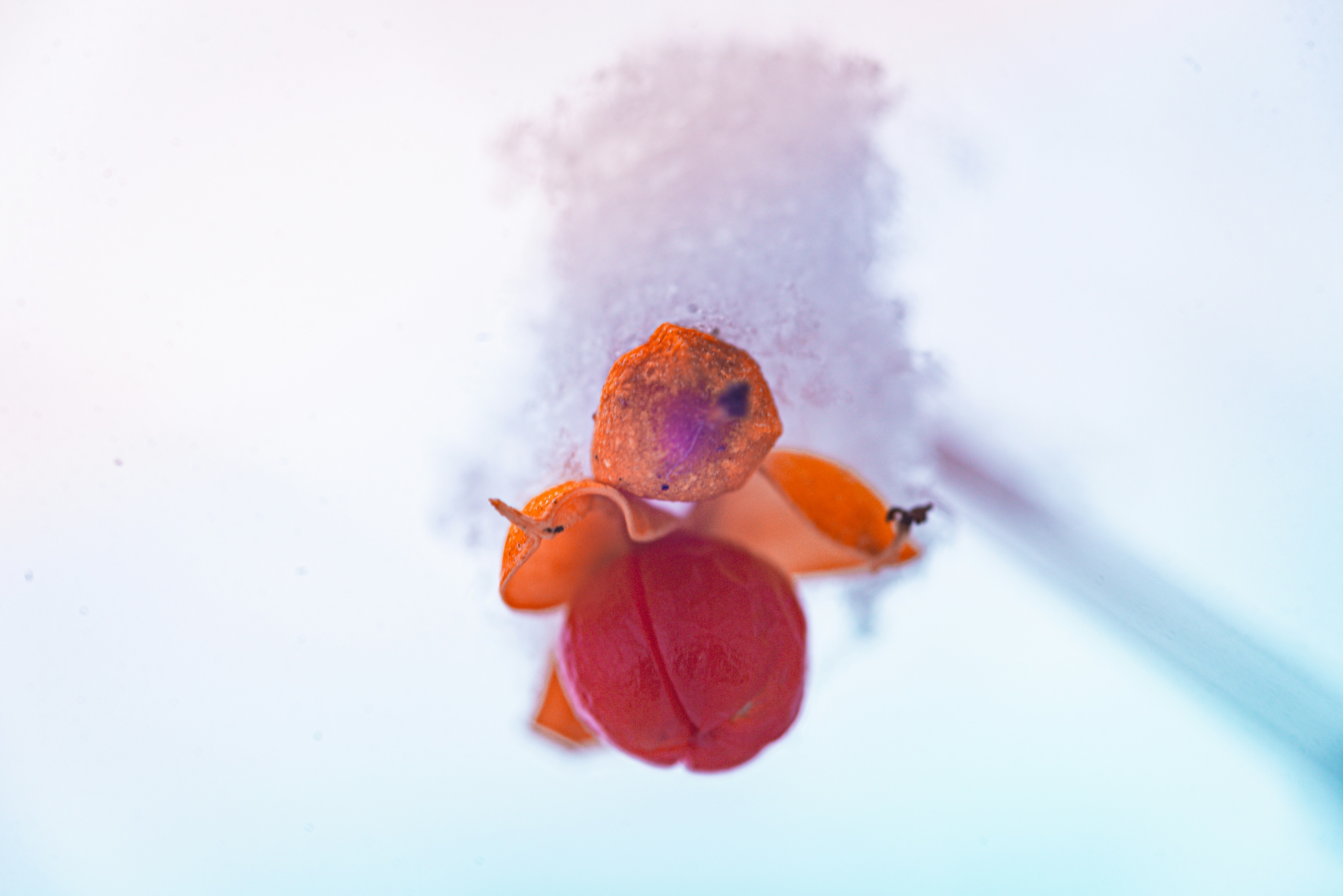 Blooming Under Ice: A Tiny Orange Flower Breaks Through