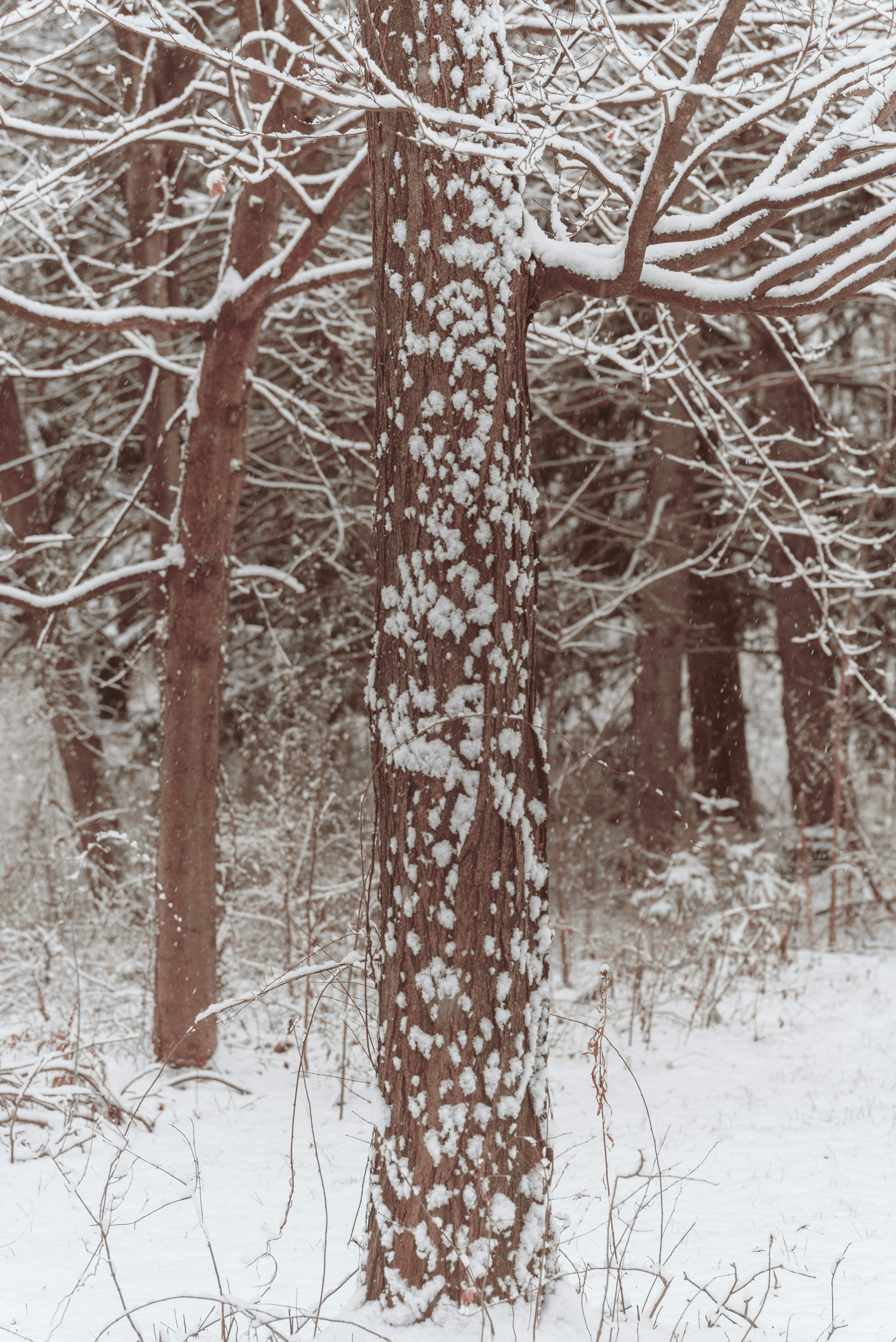 Snow-veiled Cedar: A Trunk Centered in Winter Silence