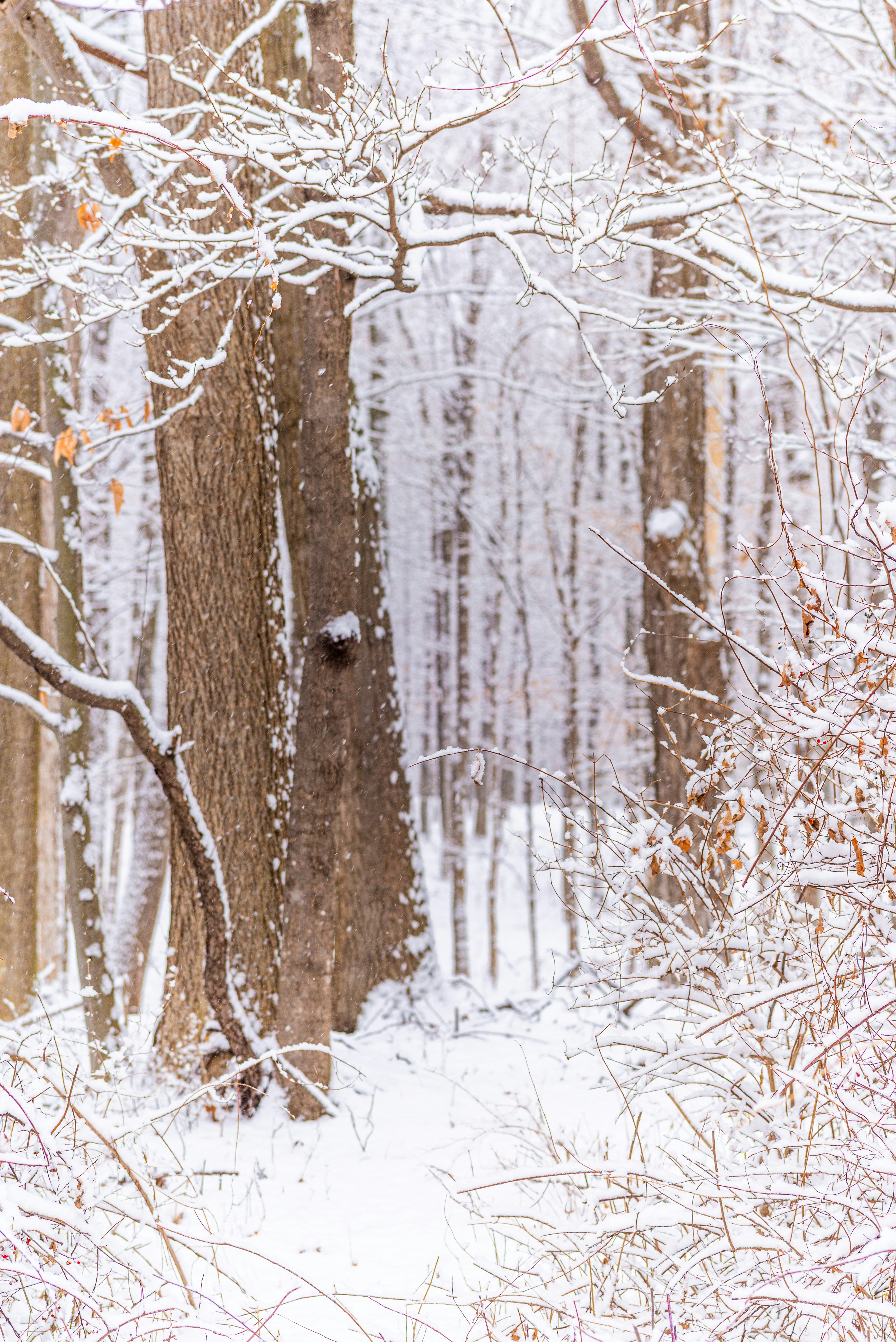 Winter Whisper Between Tree Trunks