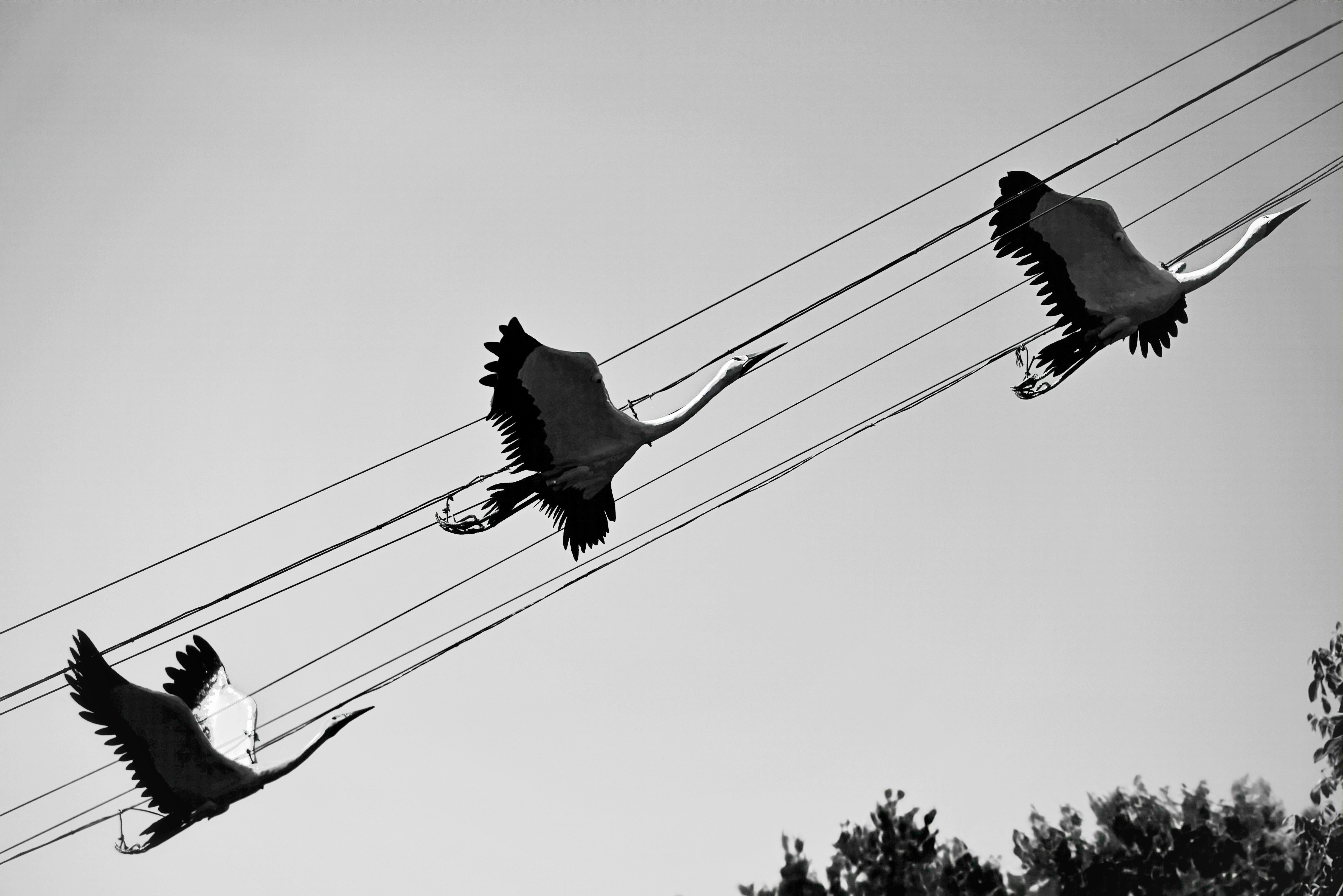 Three herons soar in a rhythmic diagonal across a stark, monochromatic sky. Their elegant silhouettes are momentarily bisected by the sharp, linear geometry of power lines, creating a striking contrast between the organic grace of wildlife and the rigid structures of human infrastructure. The high-contrast black and white tones emphasize the intricate detail of their outstretched wings and the purposeful flow of their flight.