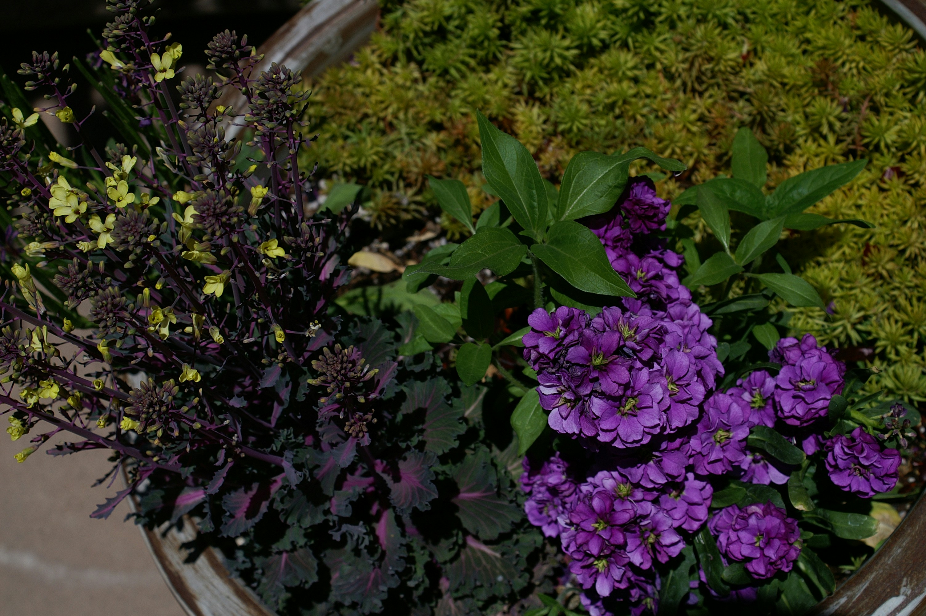 Purple flowers and moss in a planter