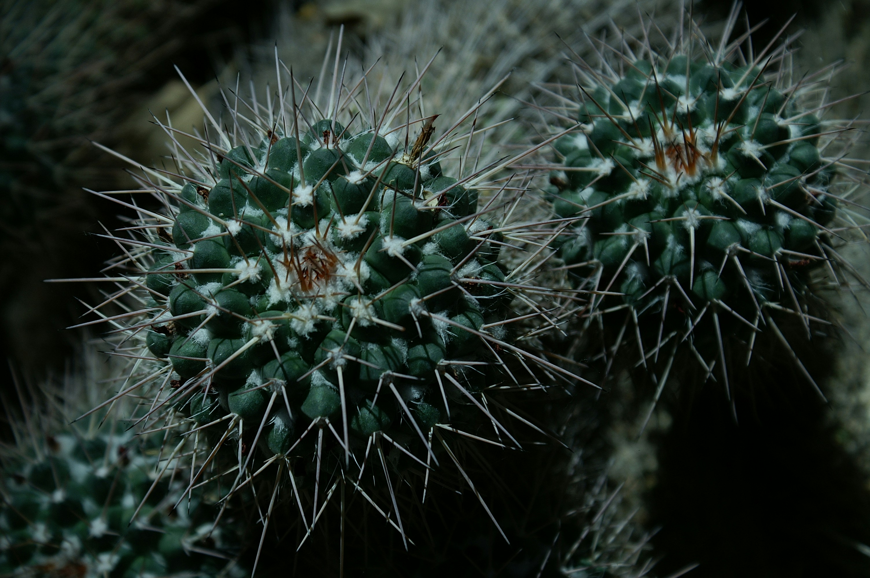 Close-up of prickly green cacti with white spines.