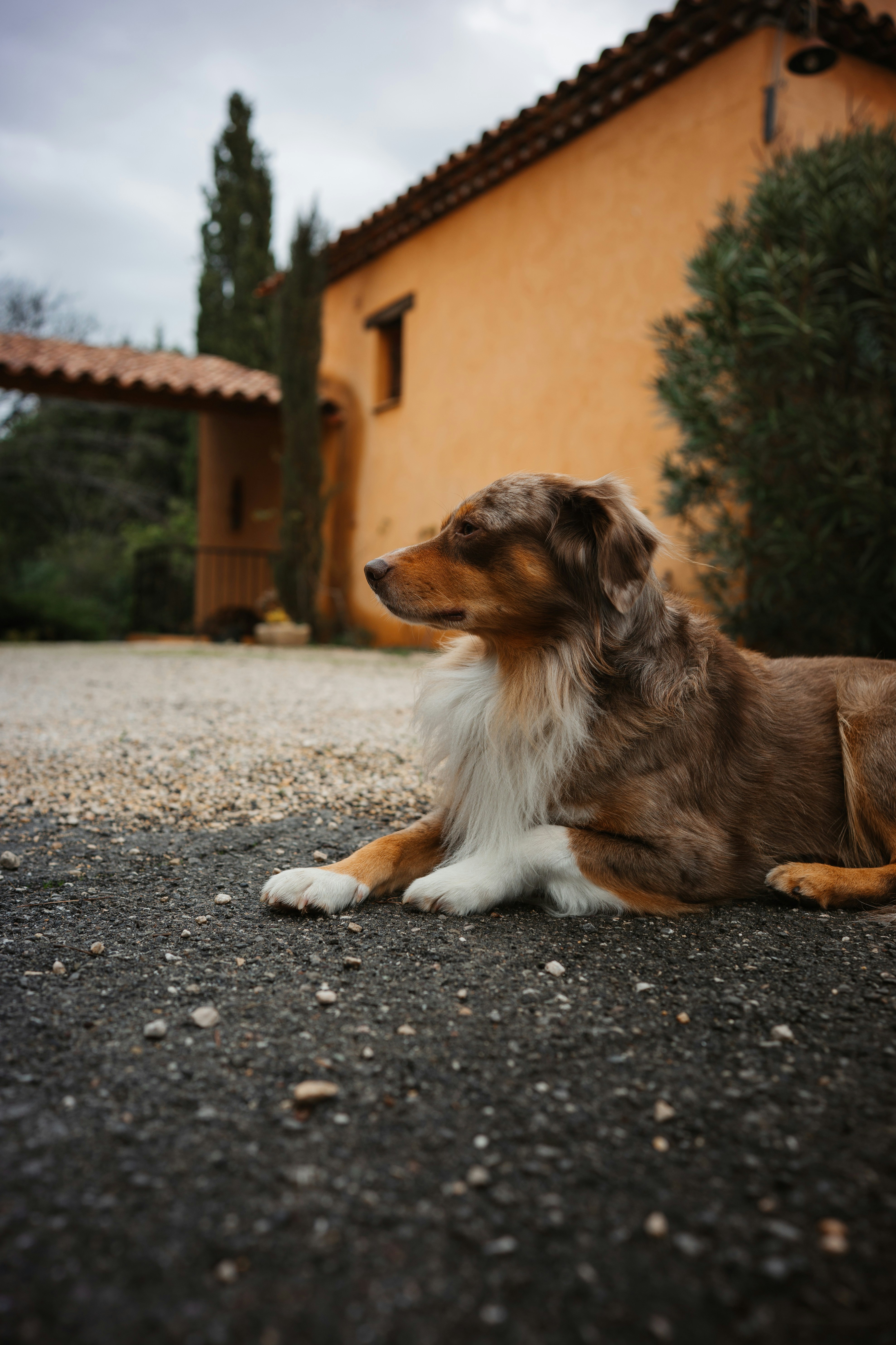 Cozy Watch: A Hound Resting Near a Mediterranean Terrace