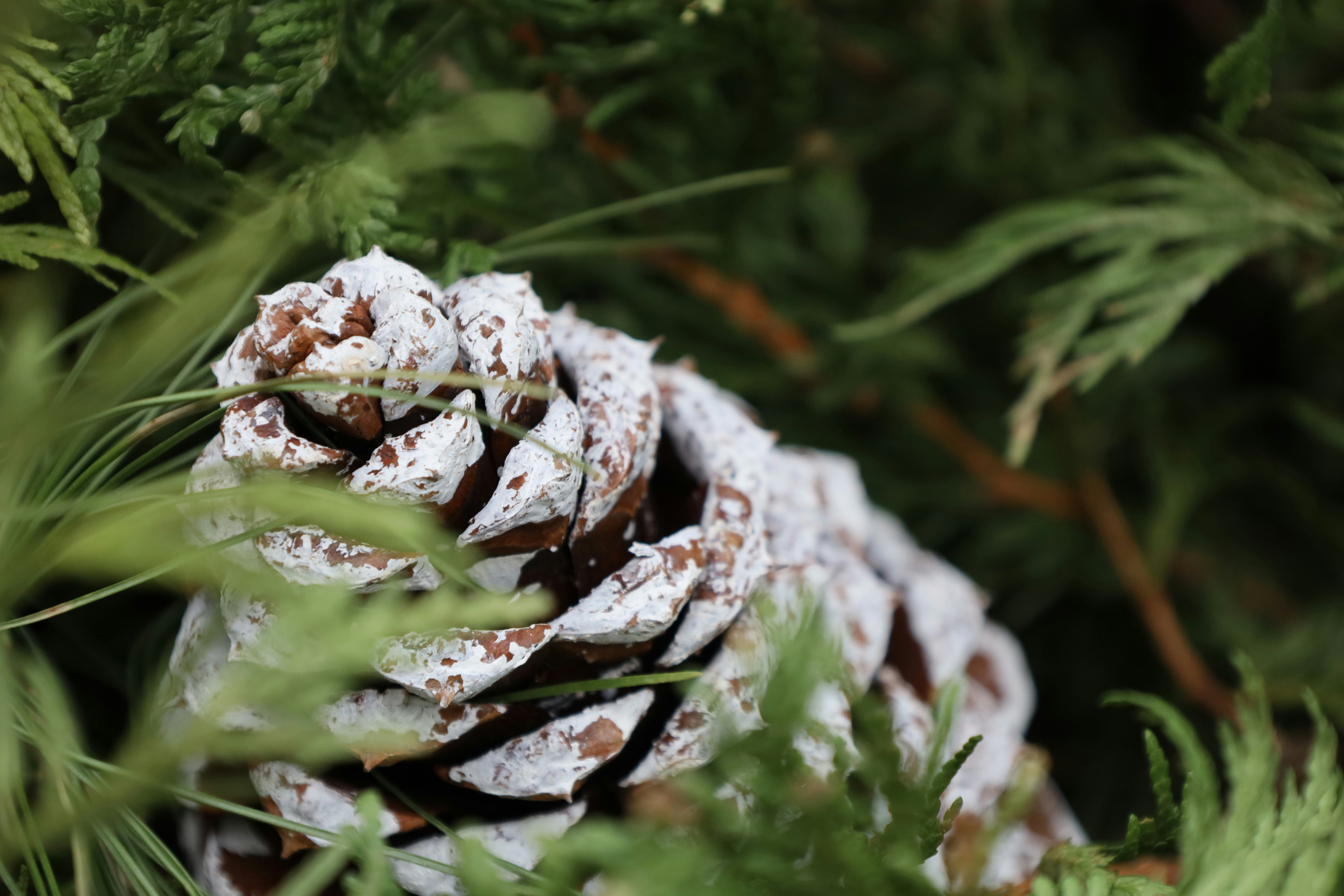 Snow-kissed pinecone tucked in fern-tangled greens