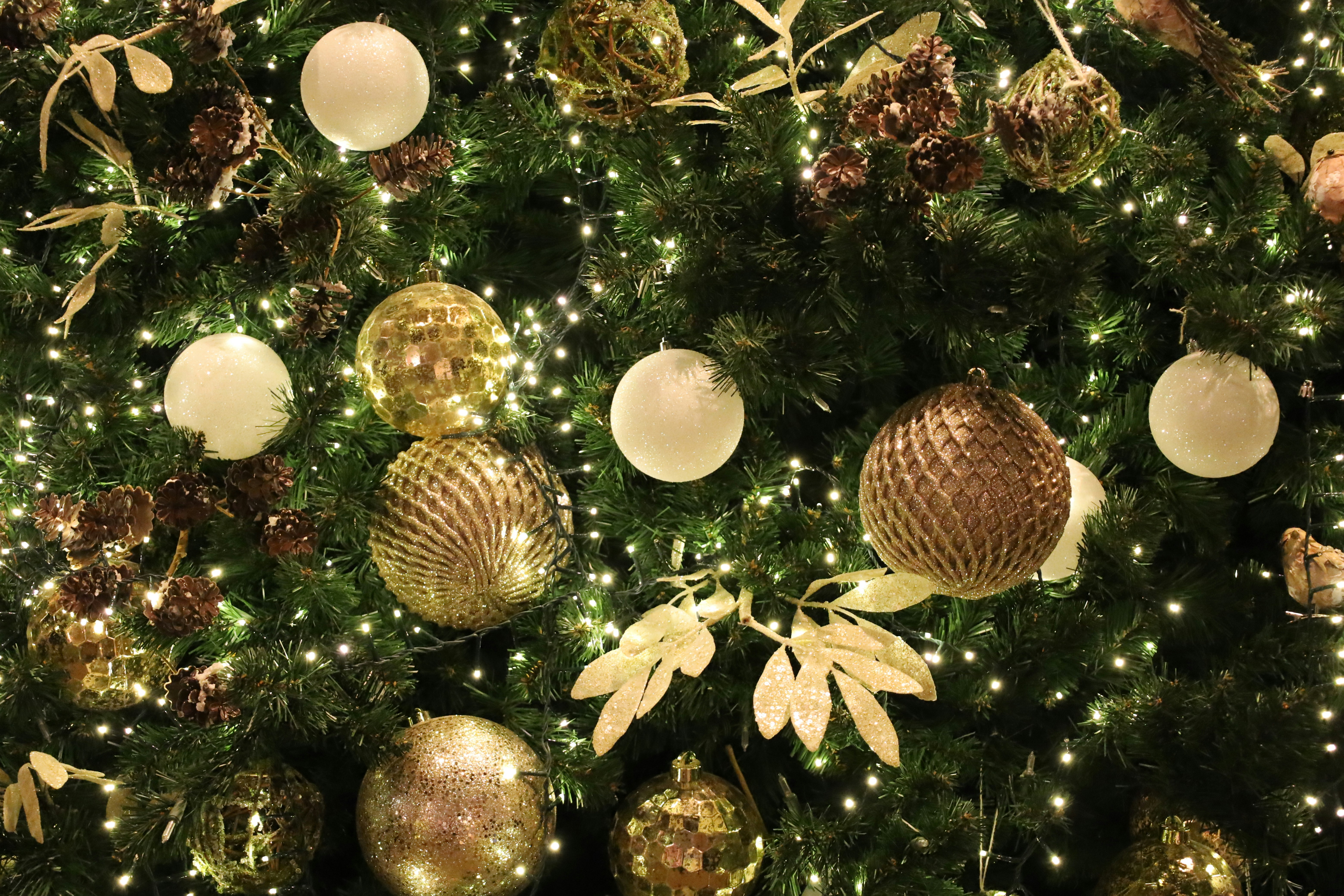 Golden Orbs Among Evergreen Lights