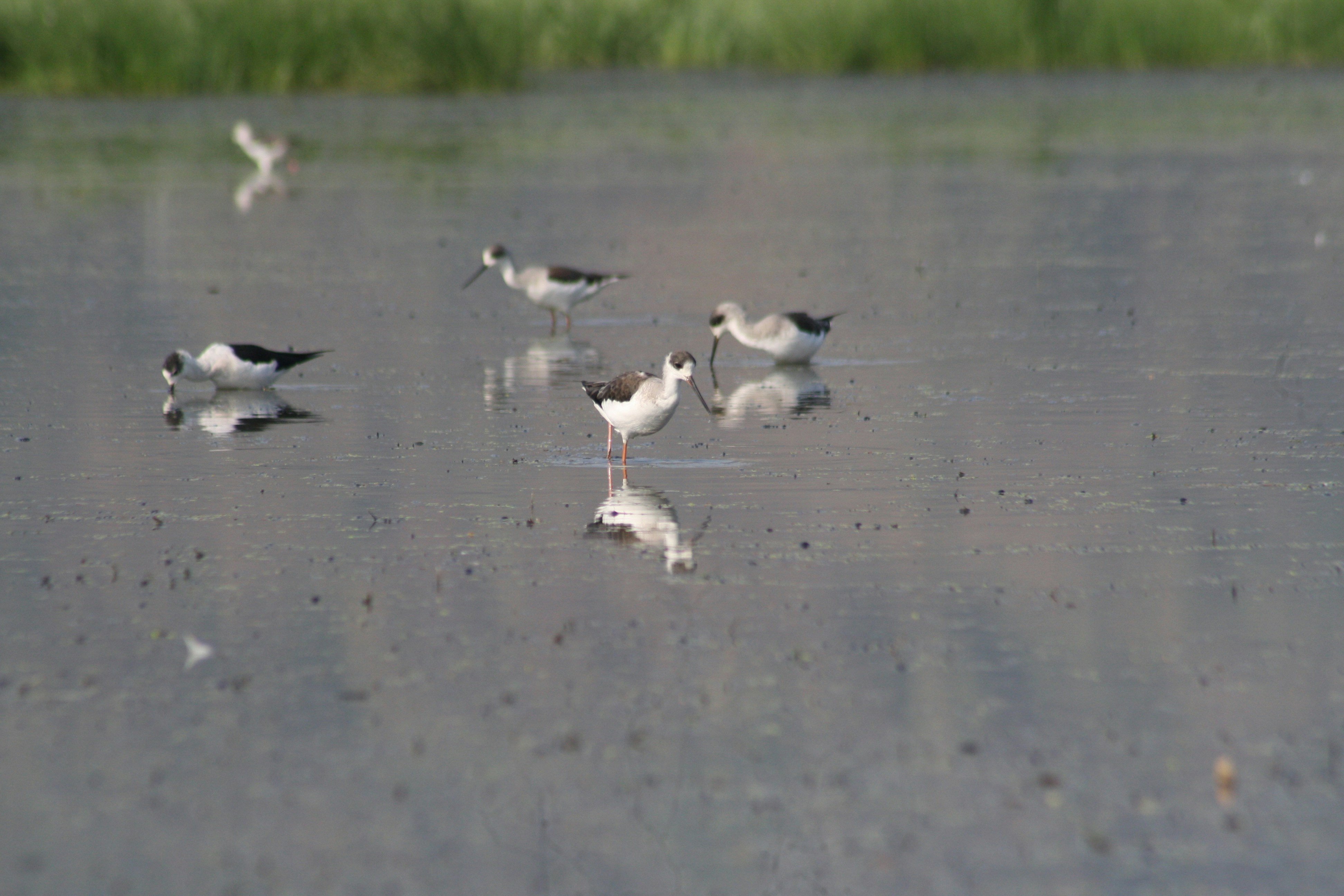Wading Waders: Echoes of Shoreline Silence