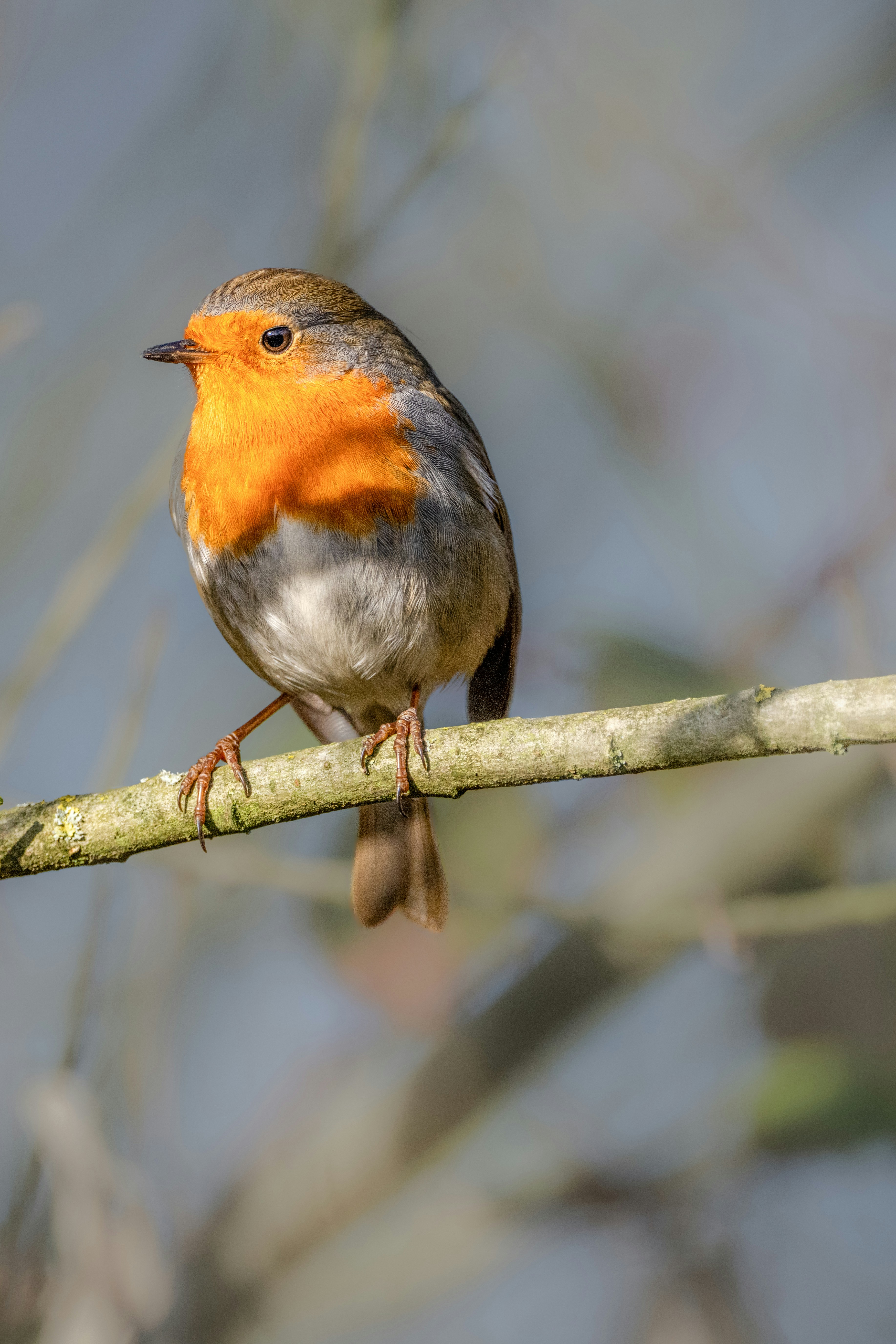 Robin on a Sunlit Branch: A Close-Up of Color and Contrast