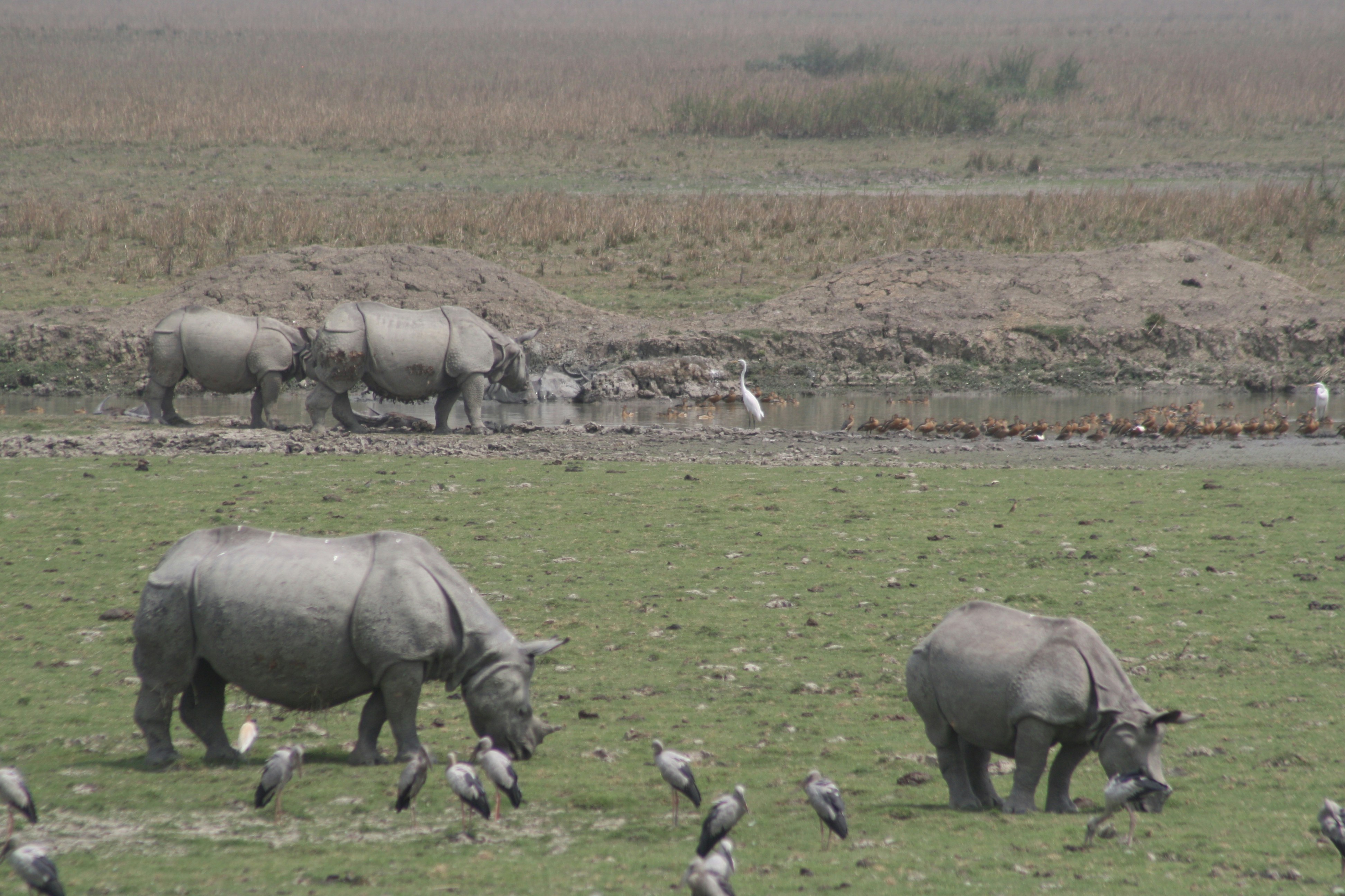 Herbivores at Water’s Edge: A Serenade of Rhinos and Glossy Egrets