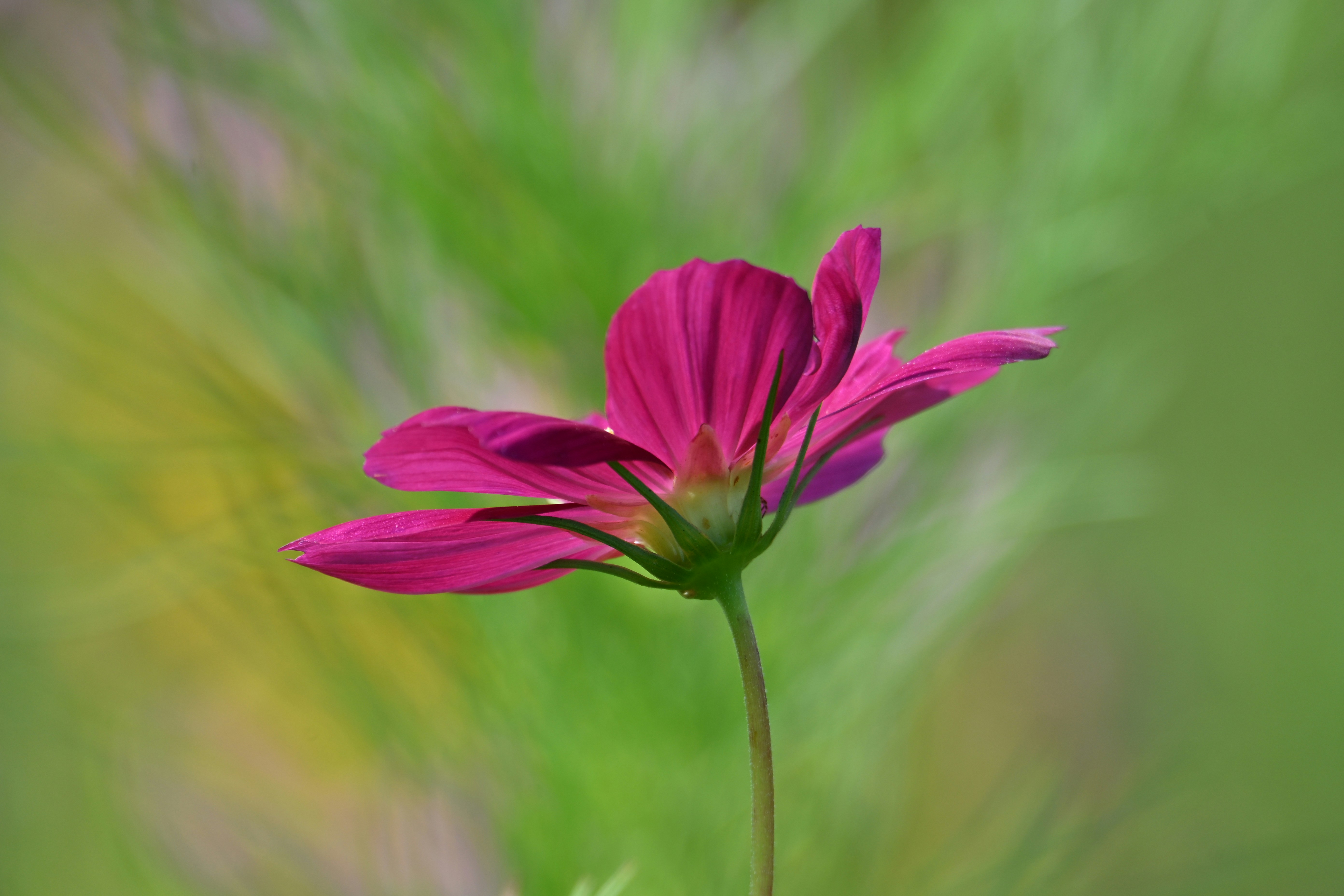 Photo by Samantha Sams with Nikon Z50 II