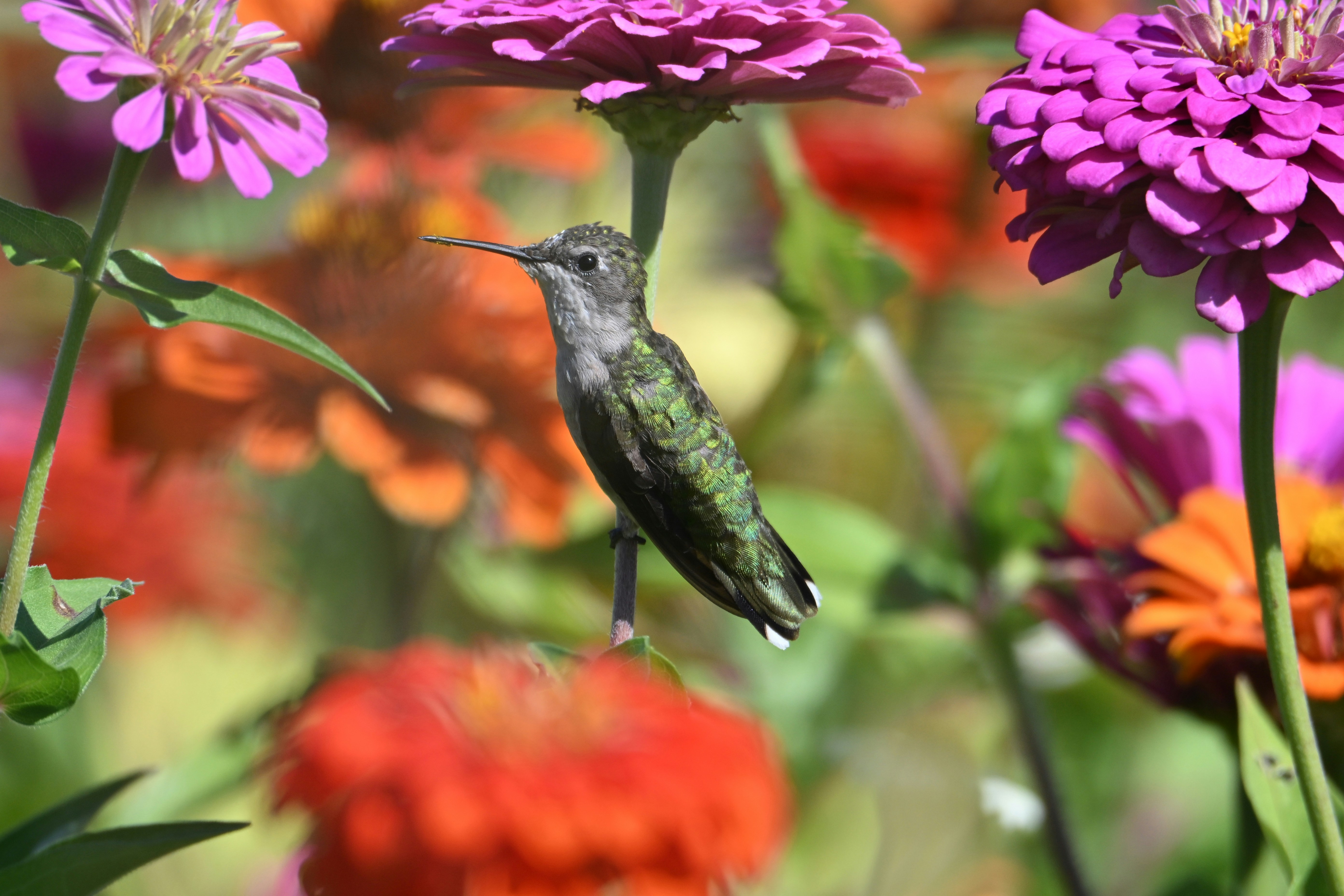 Hummingbird Amid Zest: A Portrait of Perched Iris