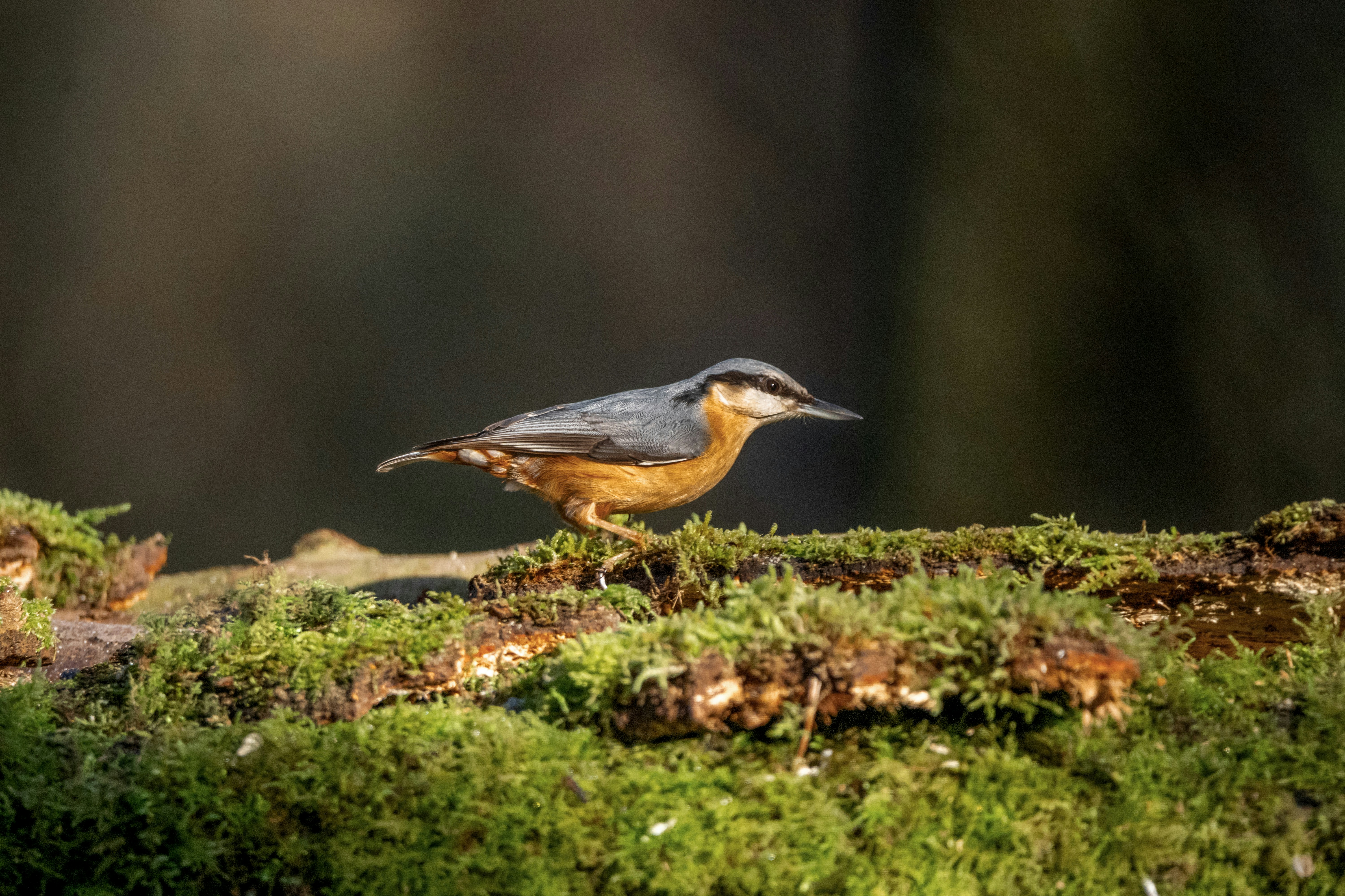 Sentry on Moss: A Small Kingfisher Ephemeral on a Forest Mound