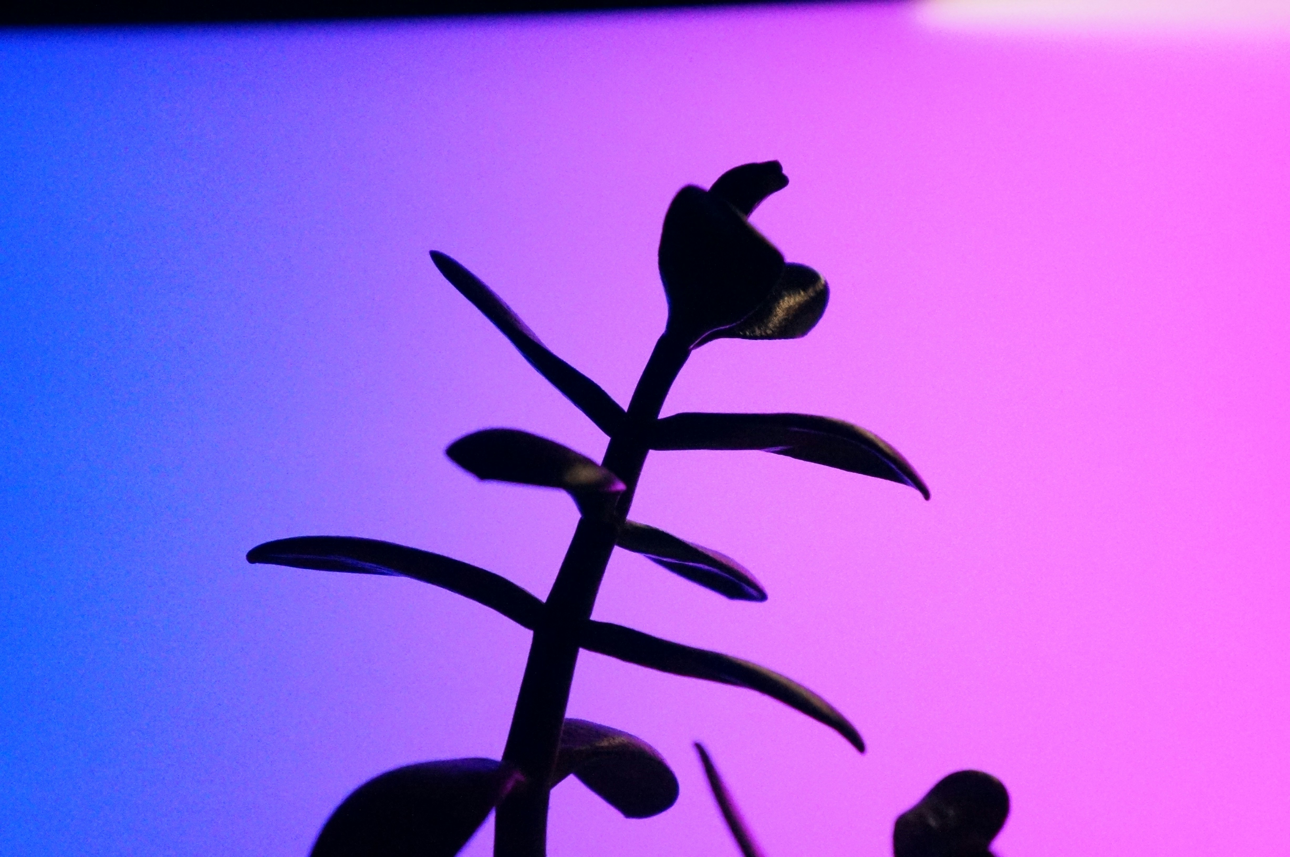 Silhouette of a Plant Against Neon Gradient