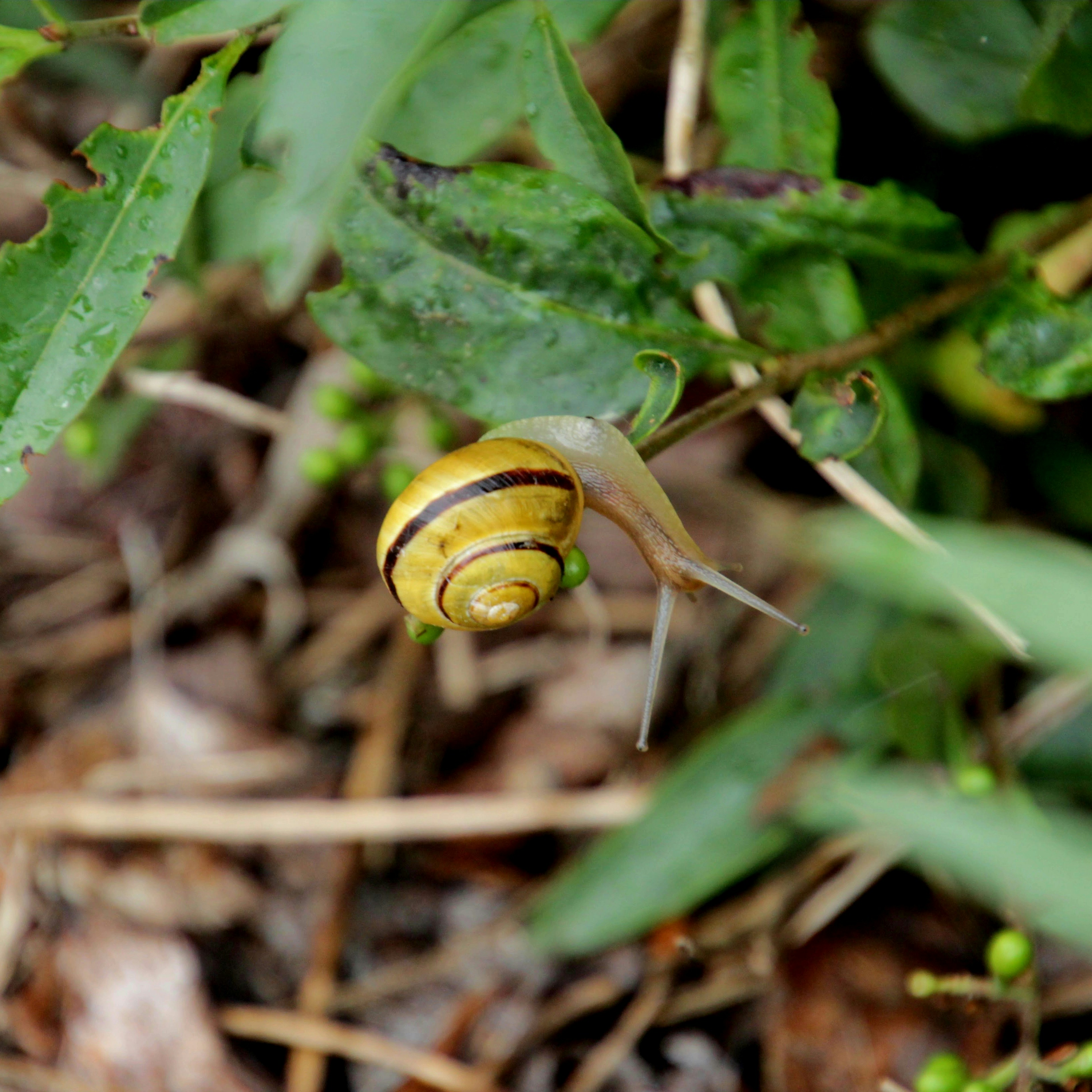 Golden striped snail gliding across a mossy green stage