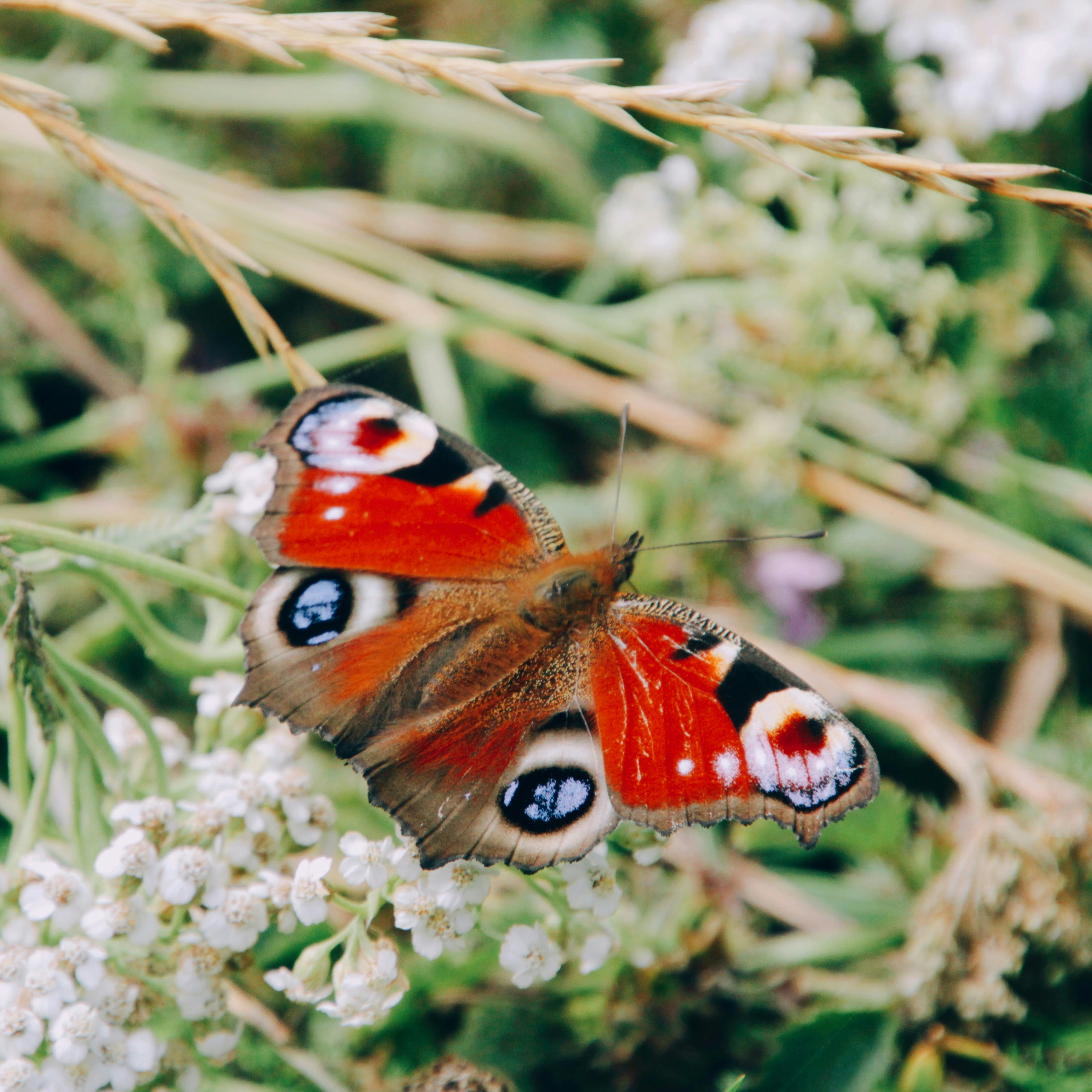 Scarlet Emblem: A Peacock Butterfly Resting on Wildflowers