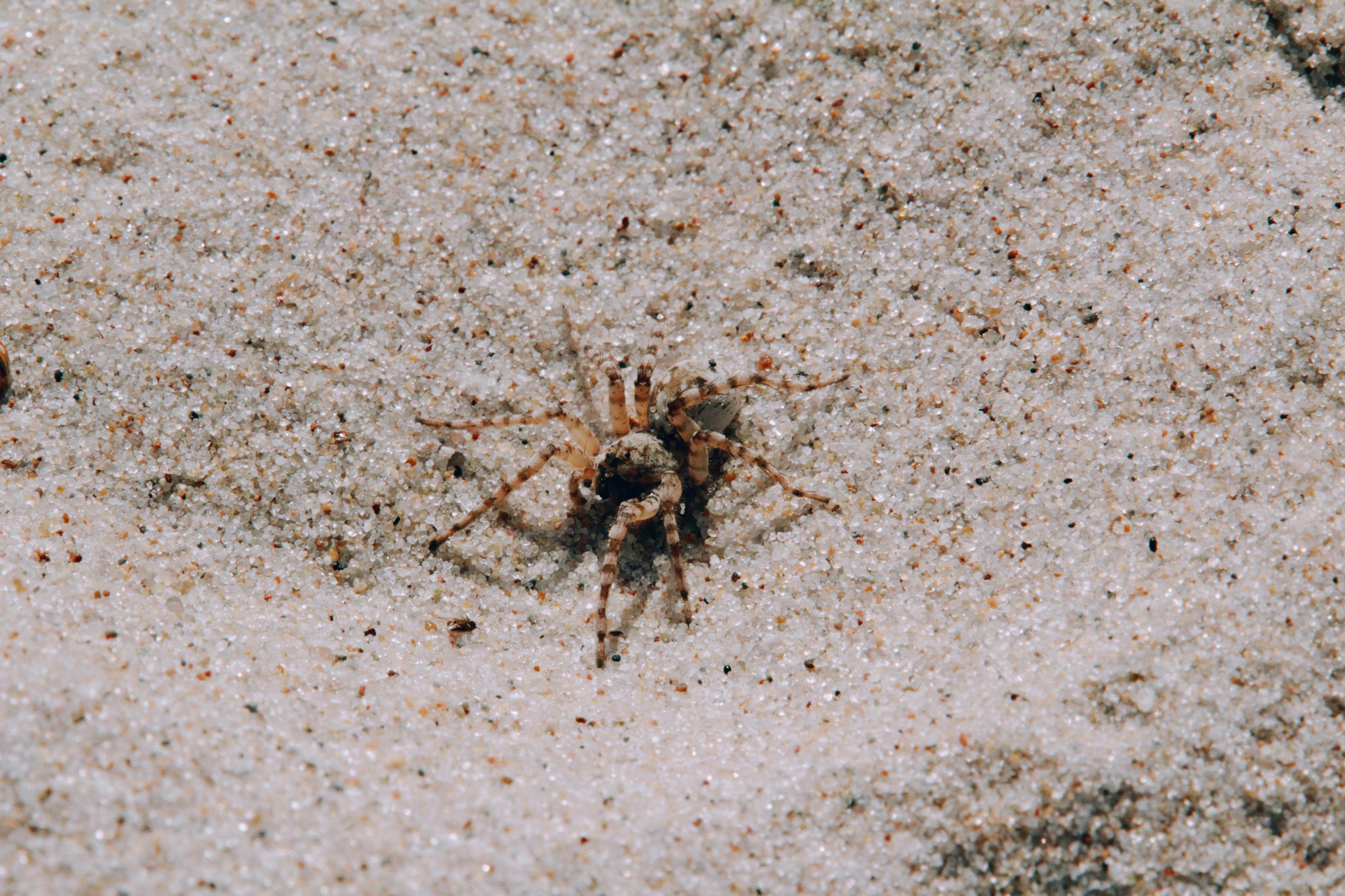 Minute Sand Spider on Sunlit Beach Grain