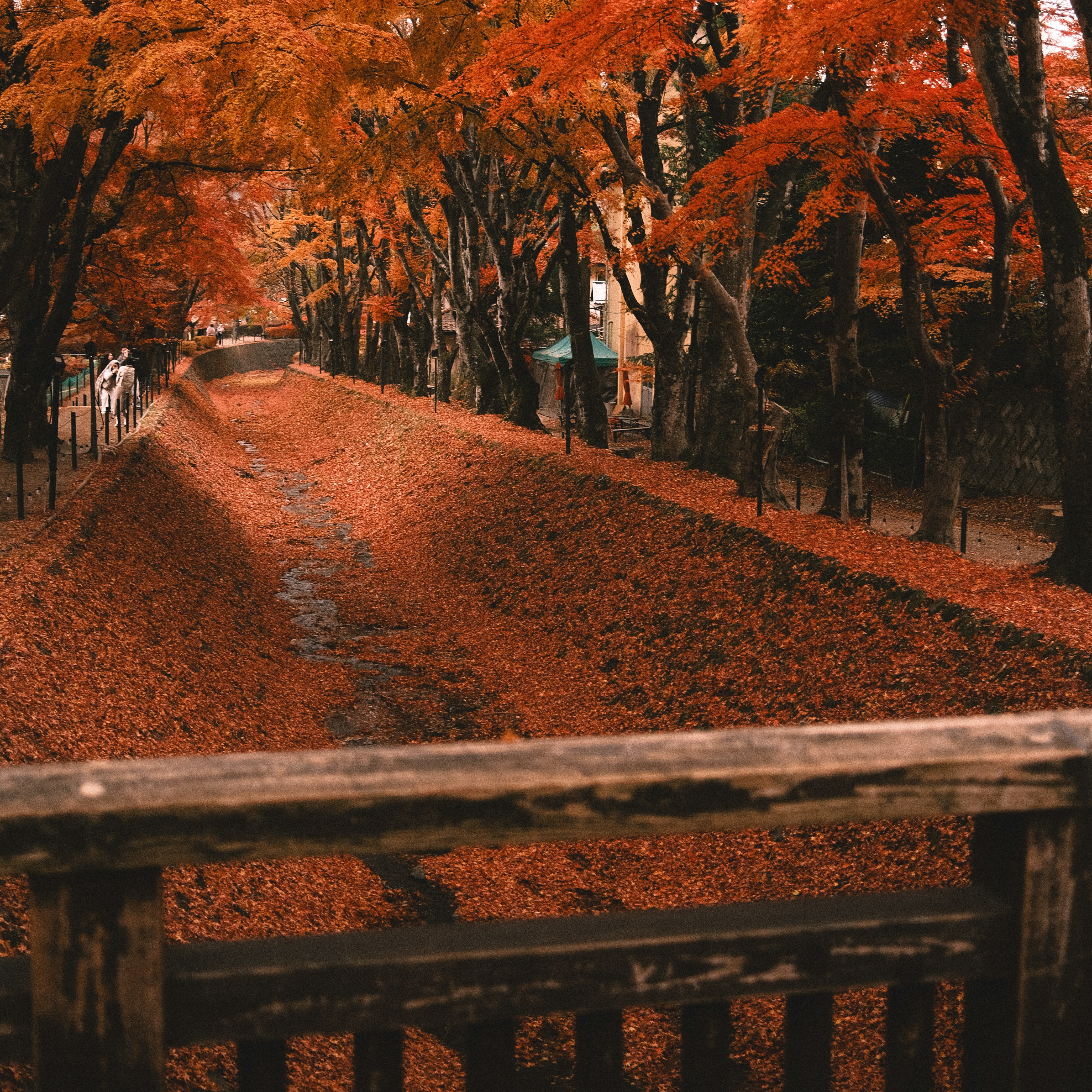 Autumn Lane: A Quiet Path Through Burnt-Orange Foliage