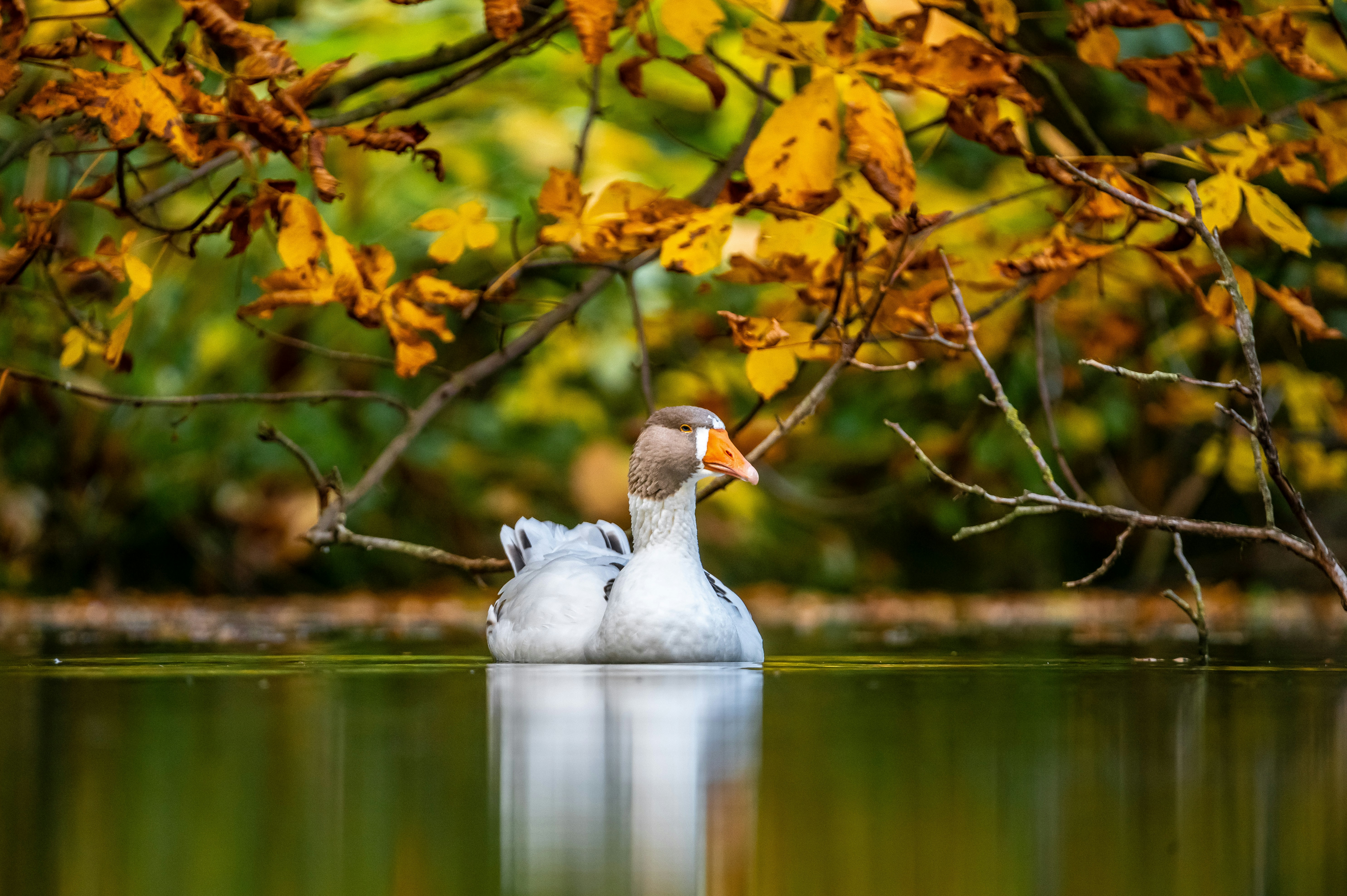 Autumn Reverie on the Quiet Pond