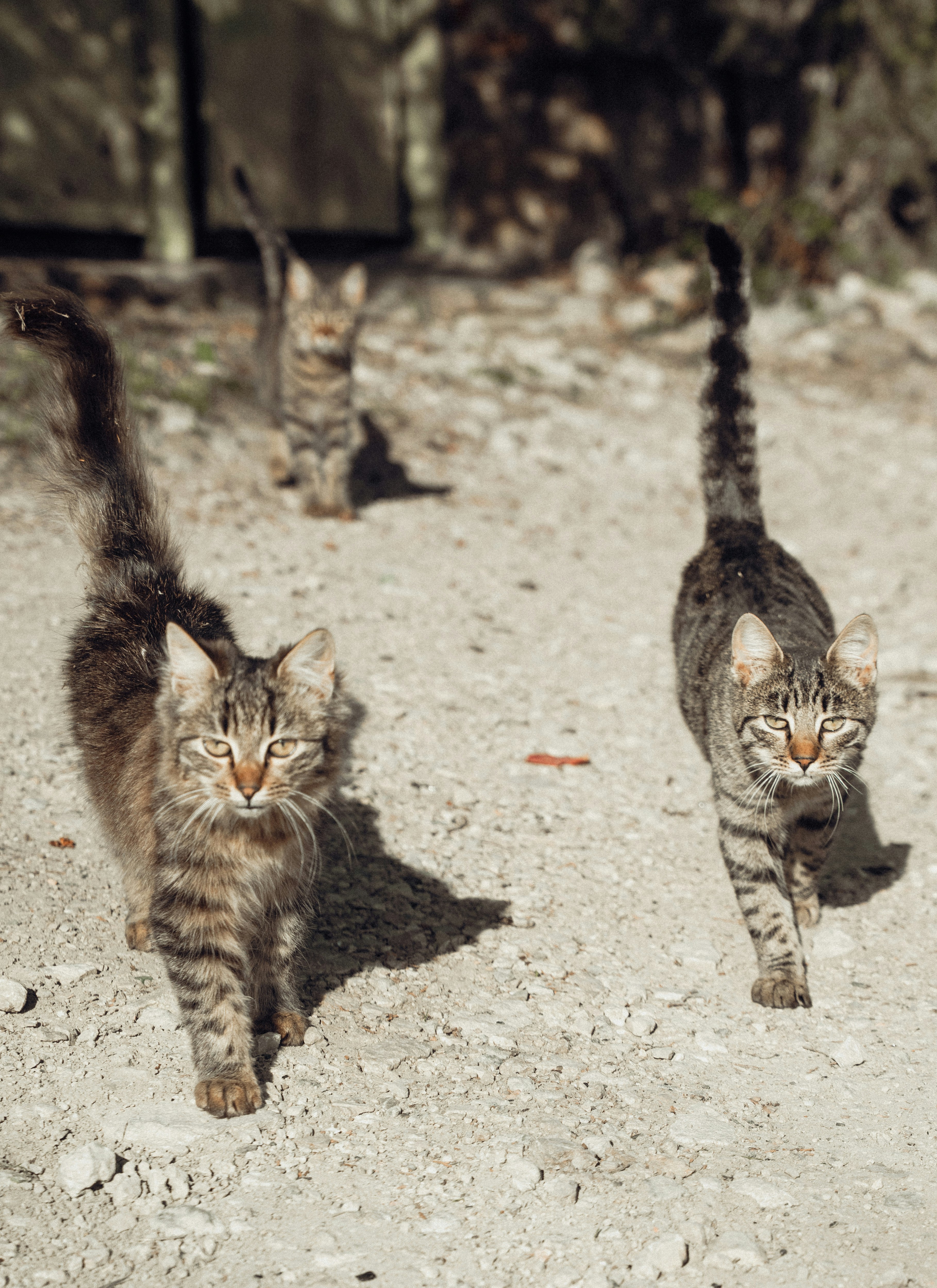 Dual Wanderers: Sunnier Steps of Two Stray Cats