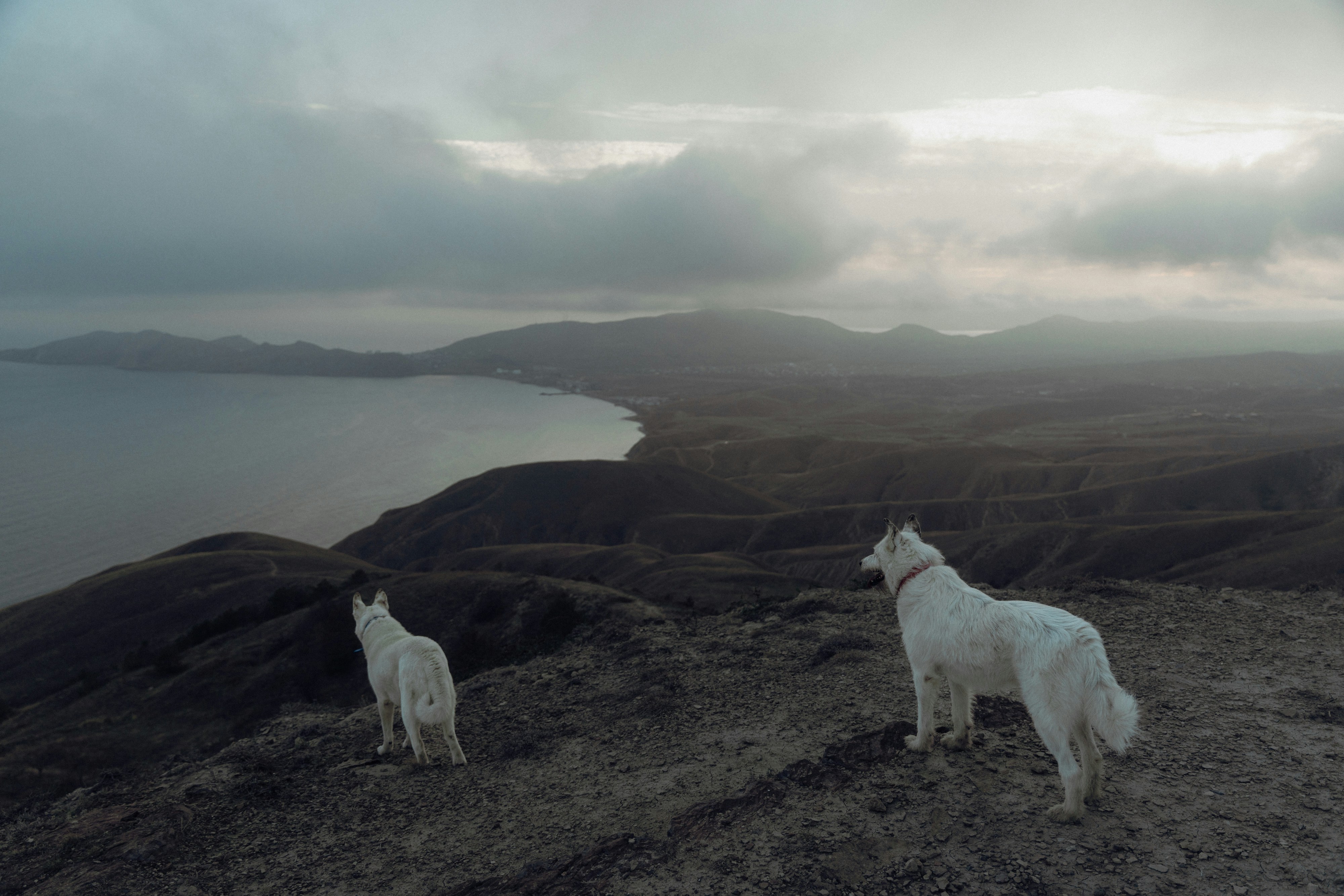 Two White Guardians Over Looking the Fjord