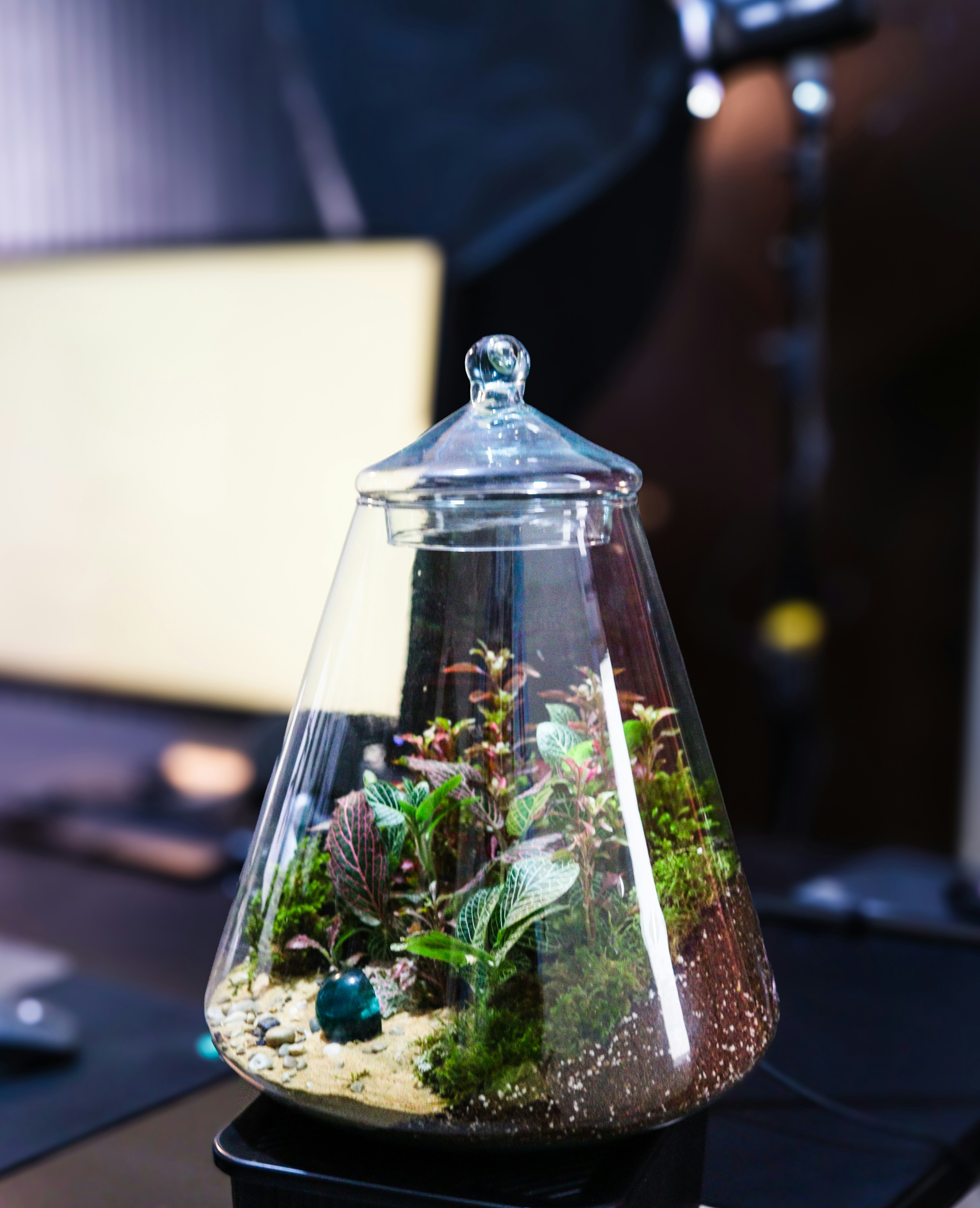 Triumph of Glass: A Tiny Terrarium Glow