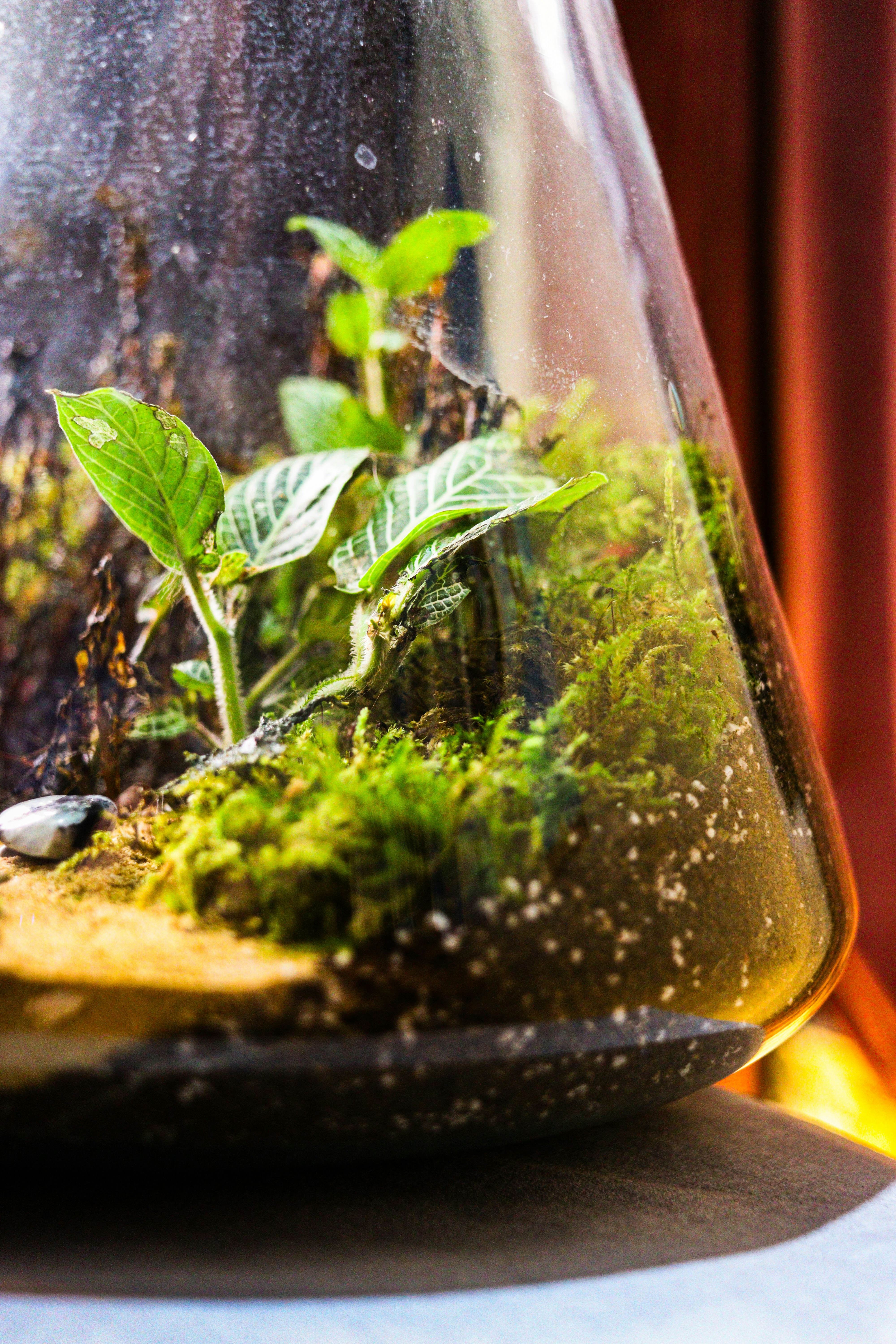Verdant Microcosm in a Glass Terrarium