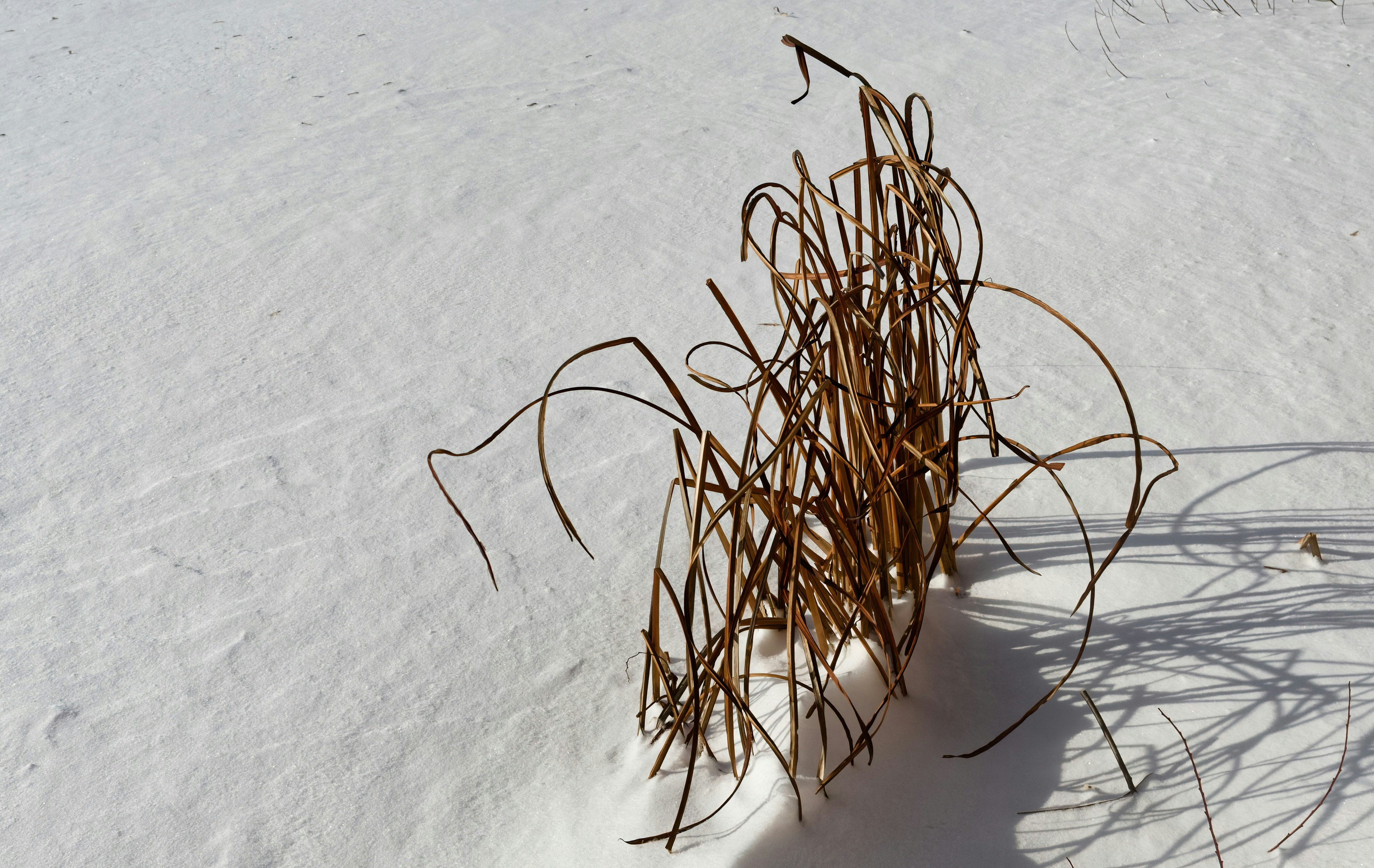 Winter Whorl: A Tangle of Dry Grass in Snow