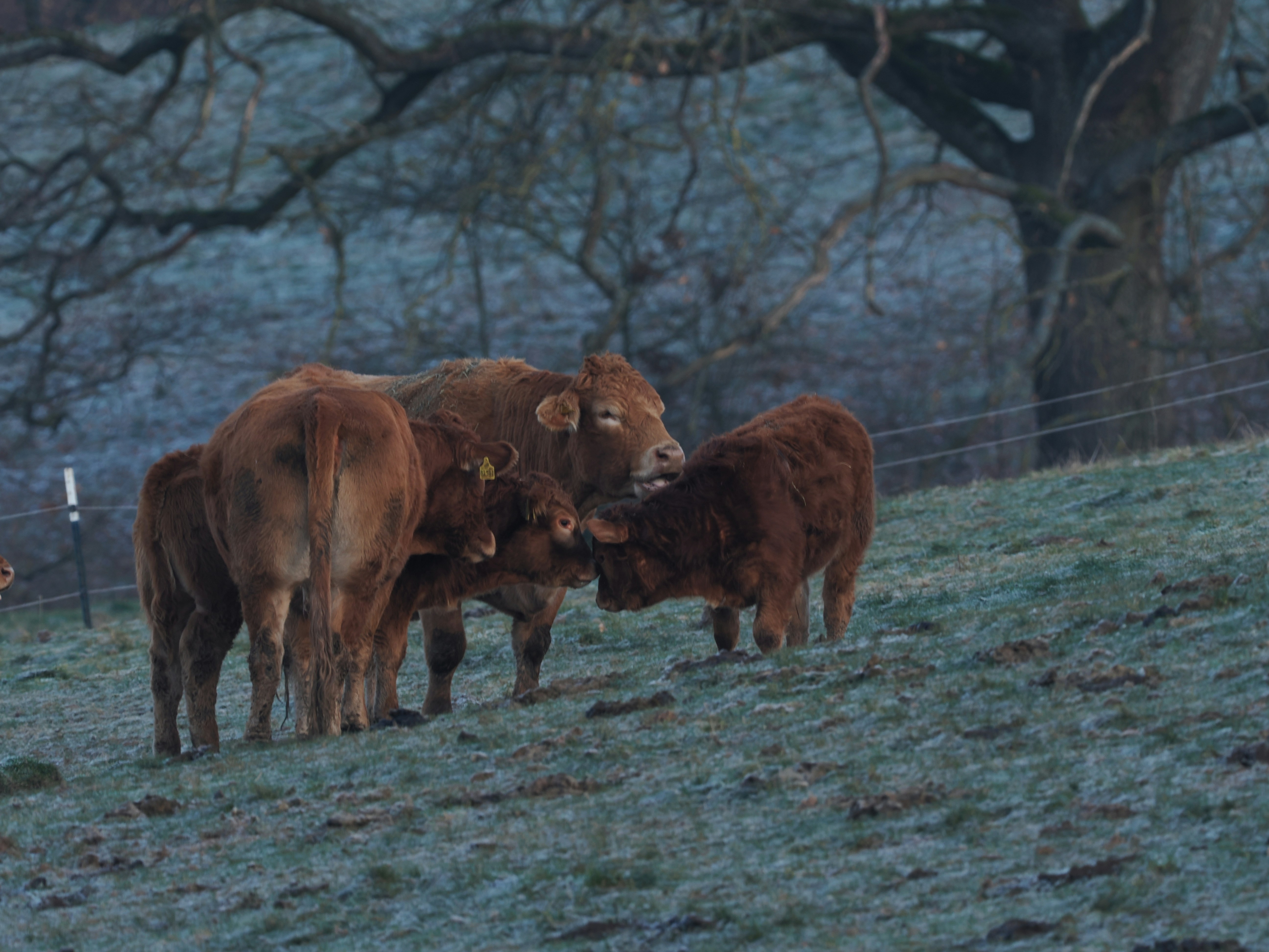 Herd of Cattle Sharing a Morning Grooming Moment on a Frosted Hill