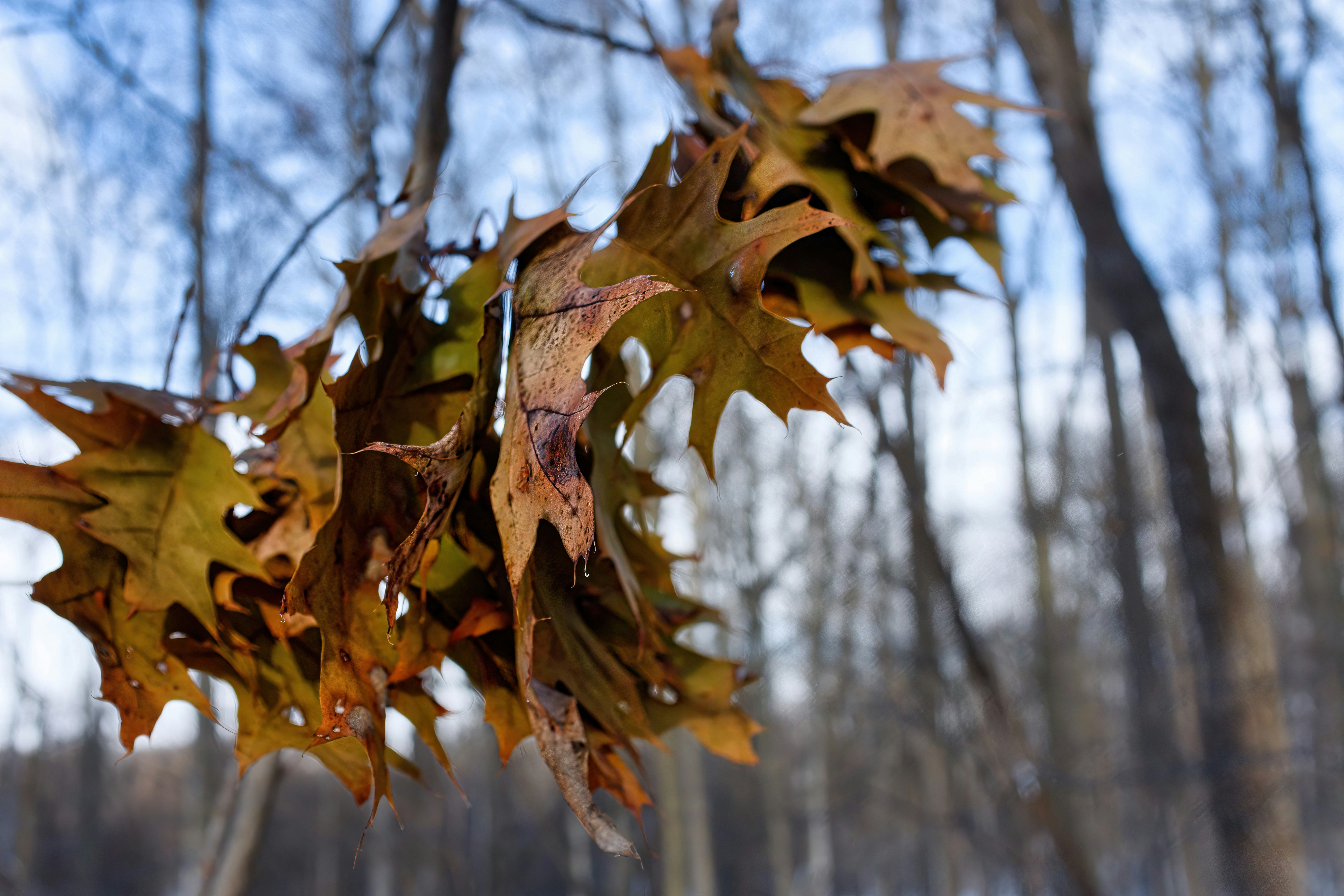 Autumn Leaf Ensemble in a Winter Forest