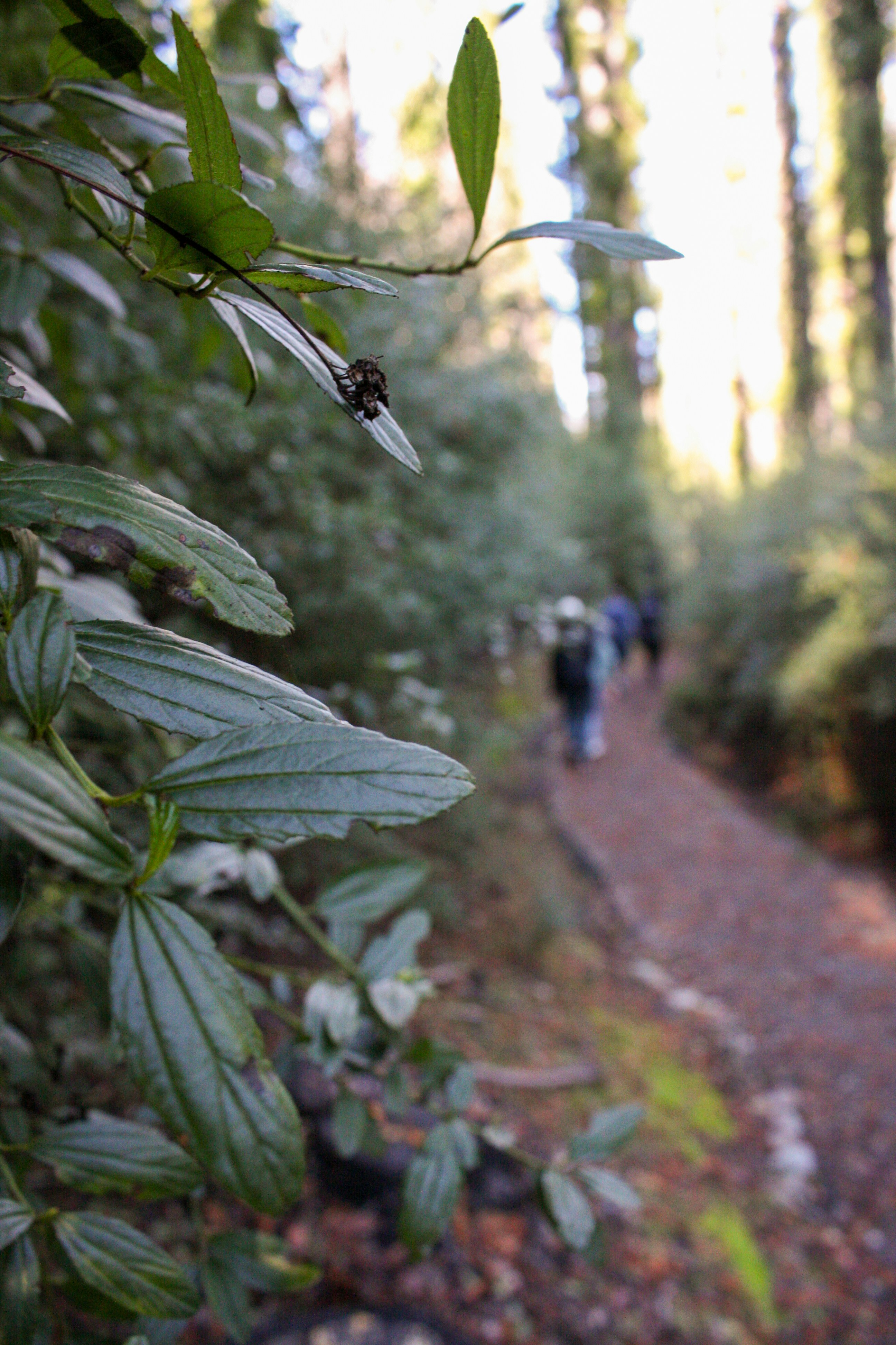 Leaves in the Foreground, Backpacked Pathway Blurred in the Distance