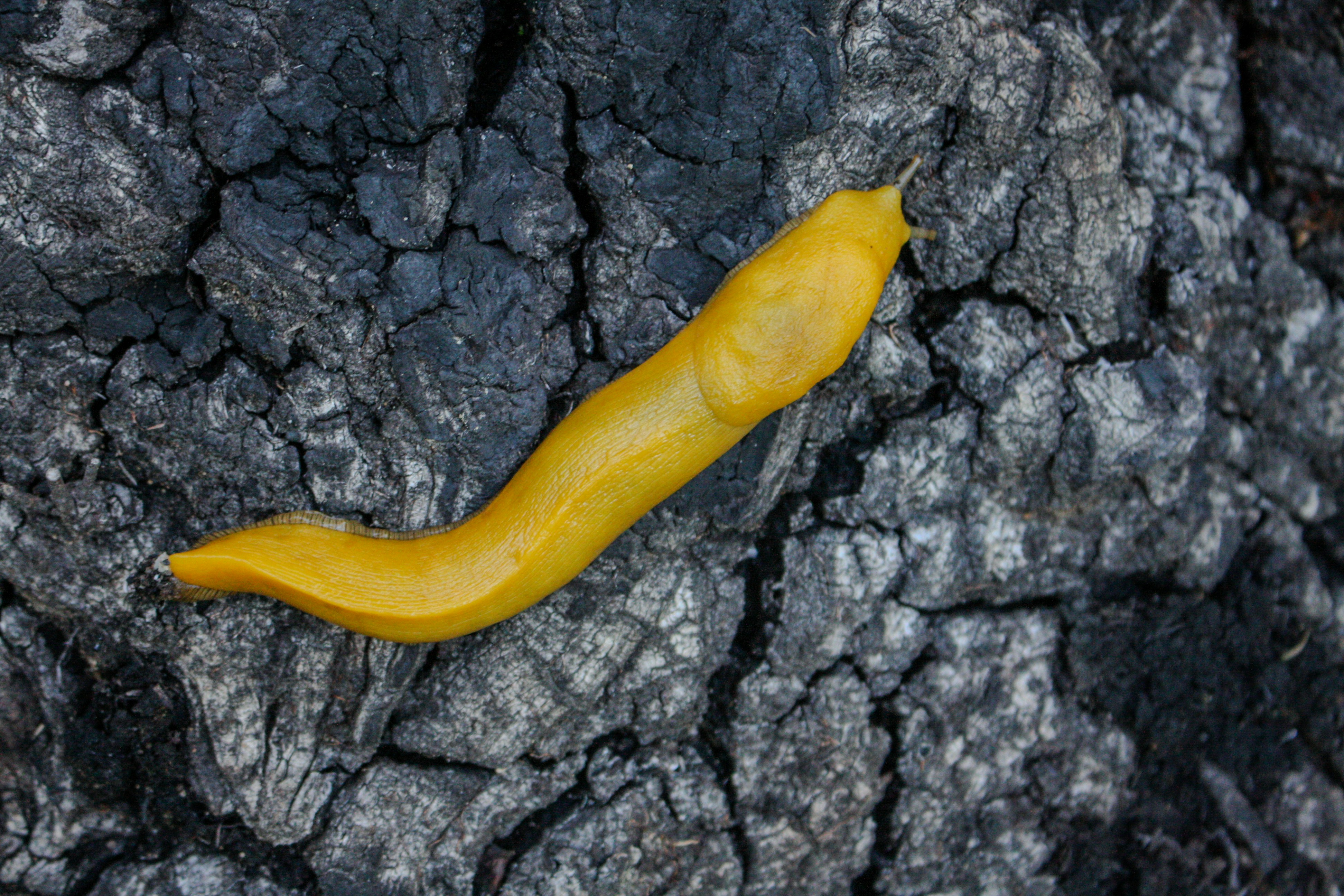 Golden Slug Drifting Across Charred Bark