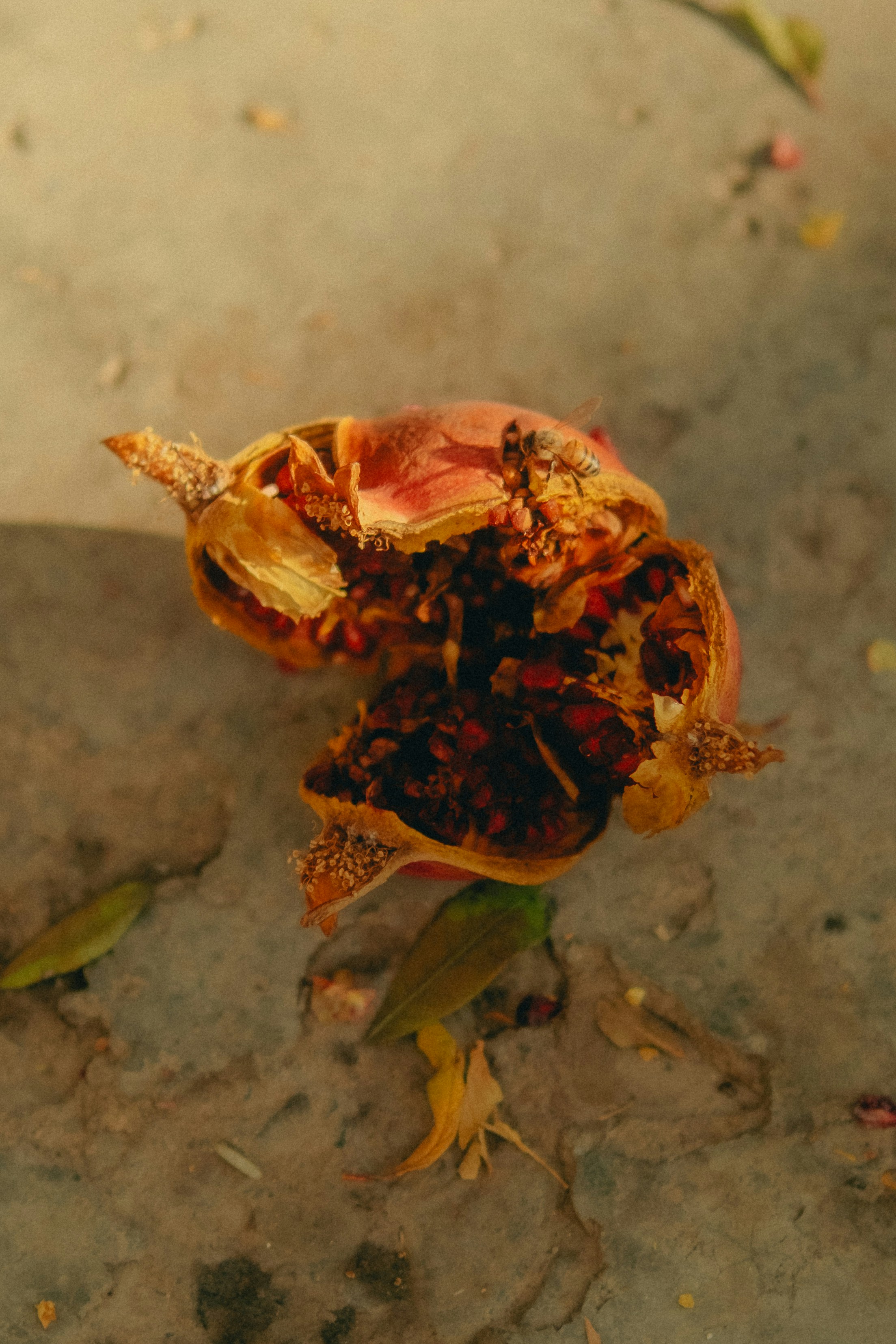 Withered Citrus Bloom: A Closer Look at a Fallen Peel on Rough Concrete