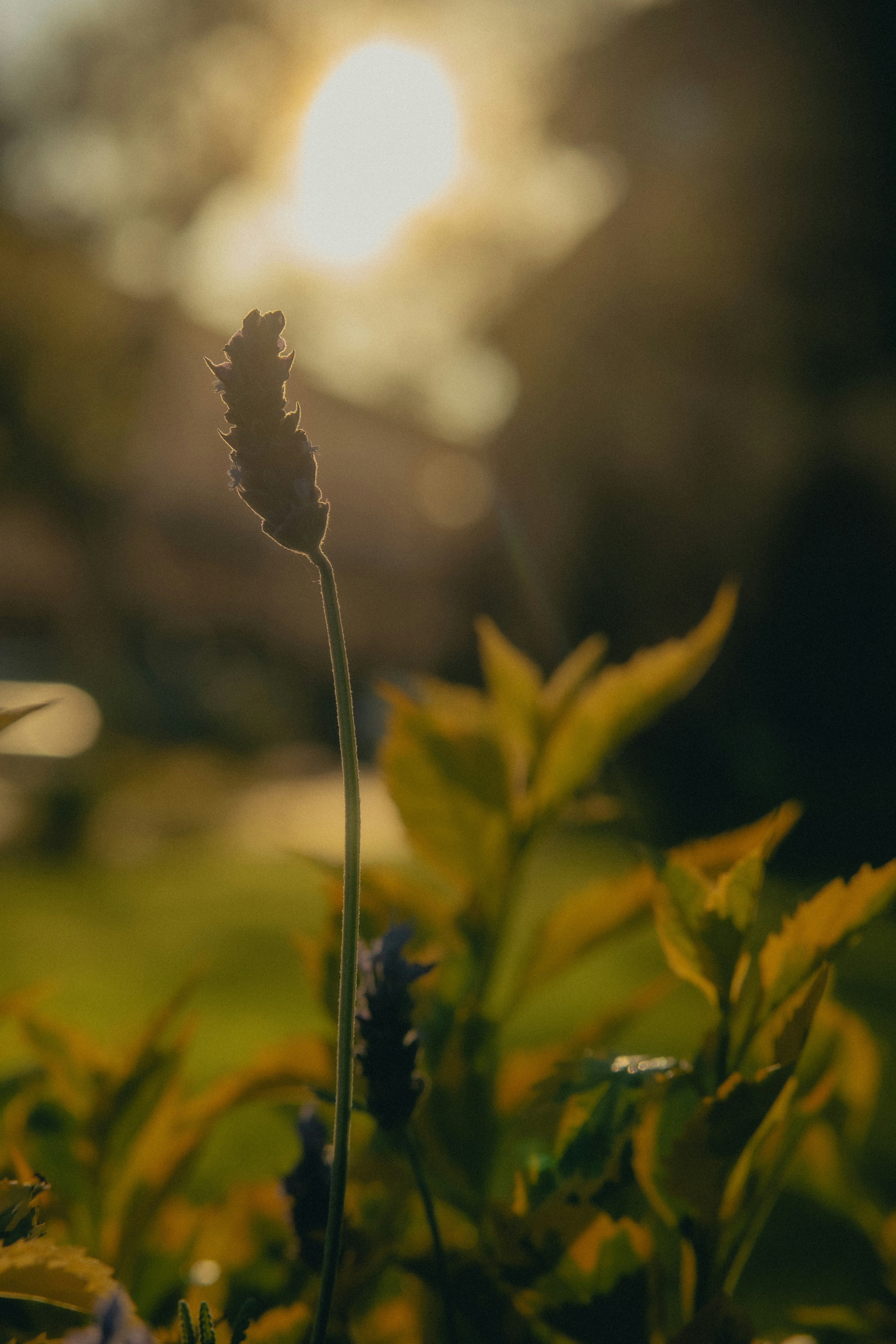 Photo by Angel Maldonado with Fujifilm X-T3