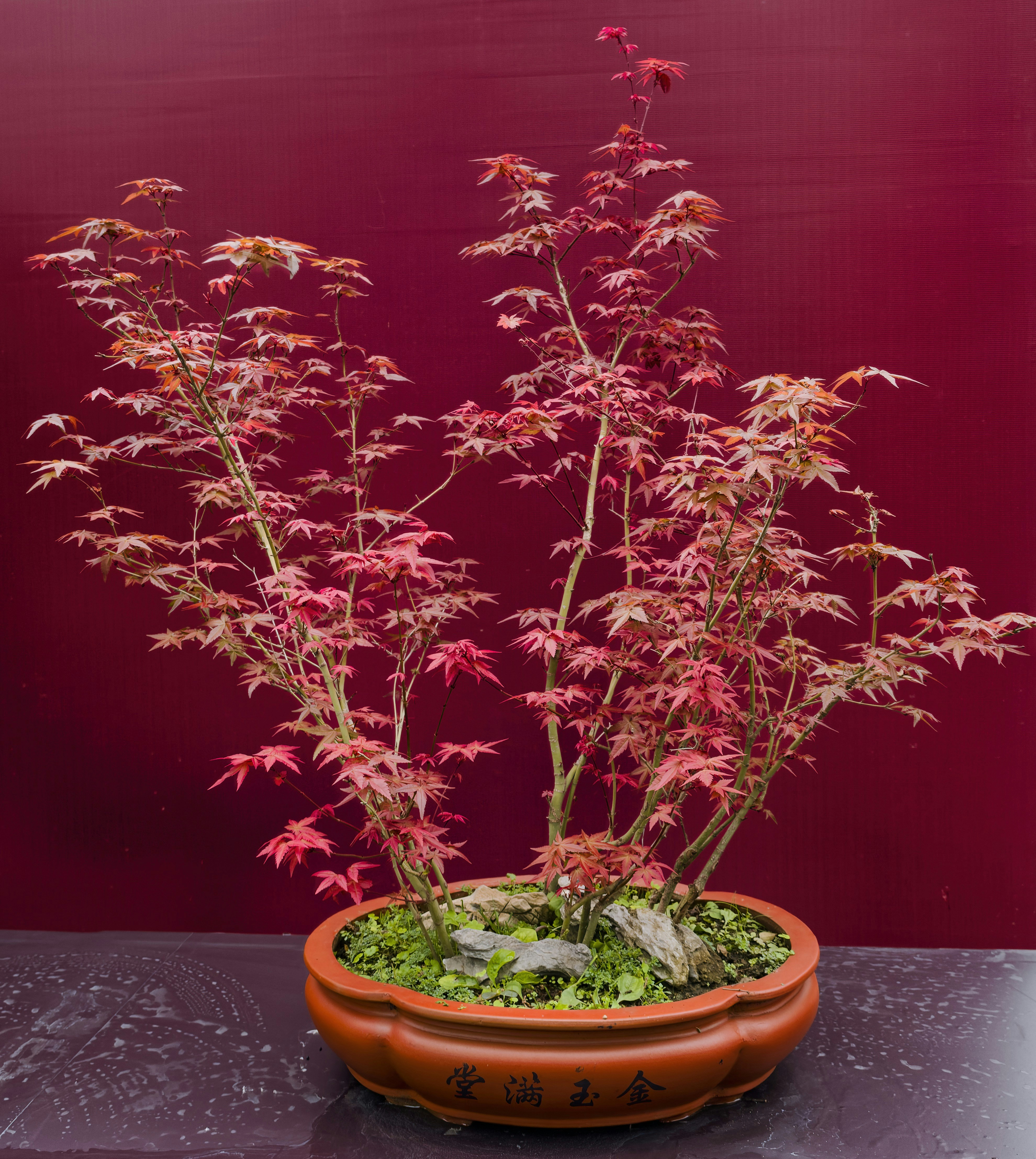 Red maple tree in bonsai form displayed on a black surface with a dark background - A red maple tree grows in a bonsai pot. The leaves show bright red color. The plant rests on a black surface. The background is dark.