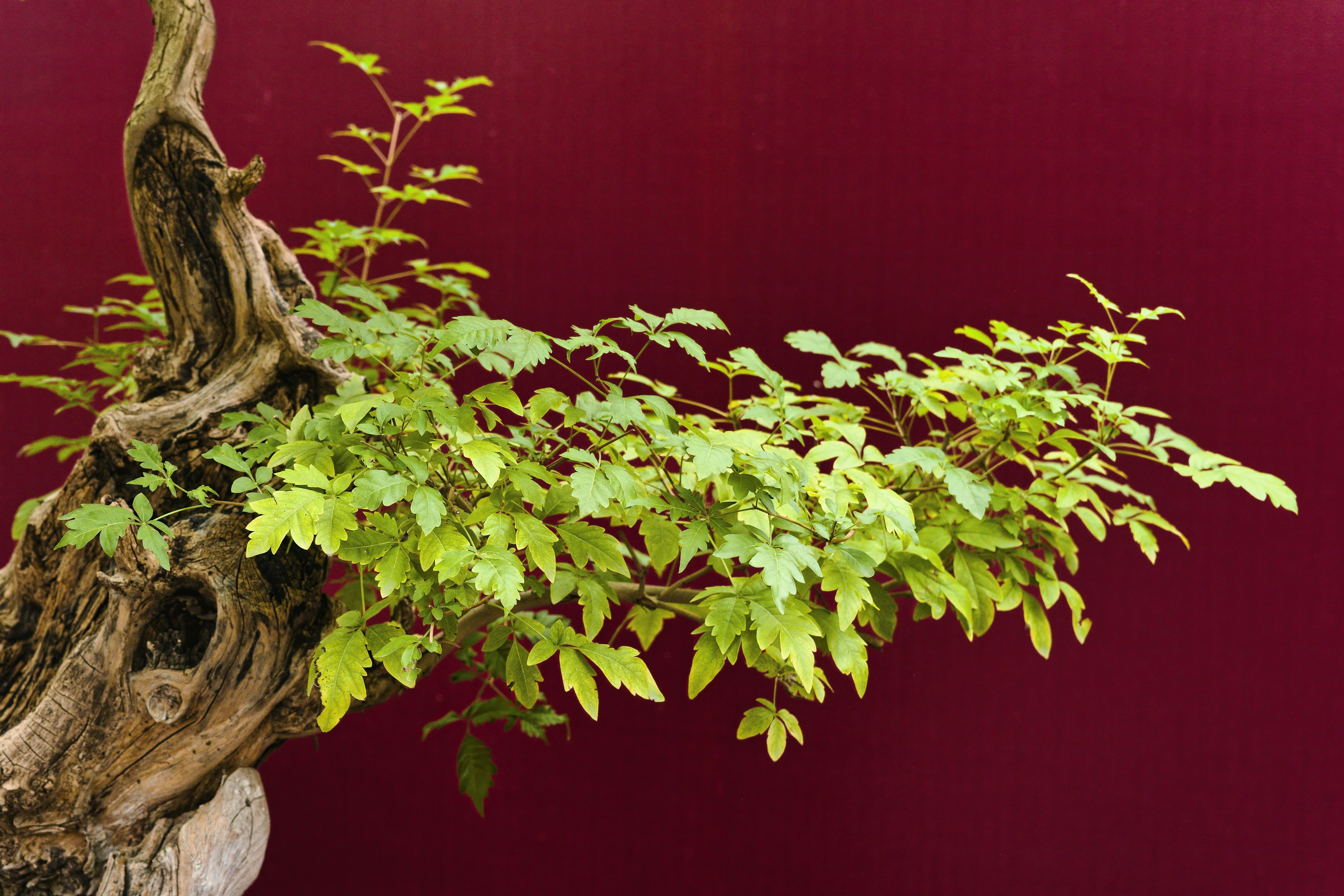 Green Foliage Crowned by a Gnarled Trunk Against a Ruby Backdrop