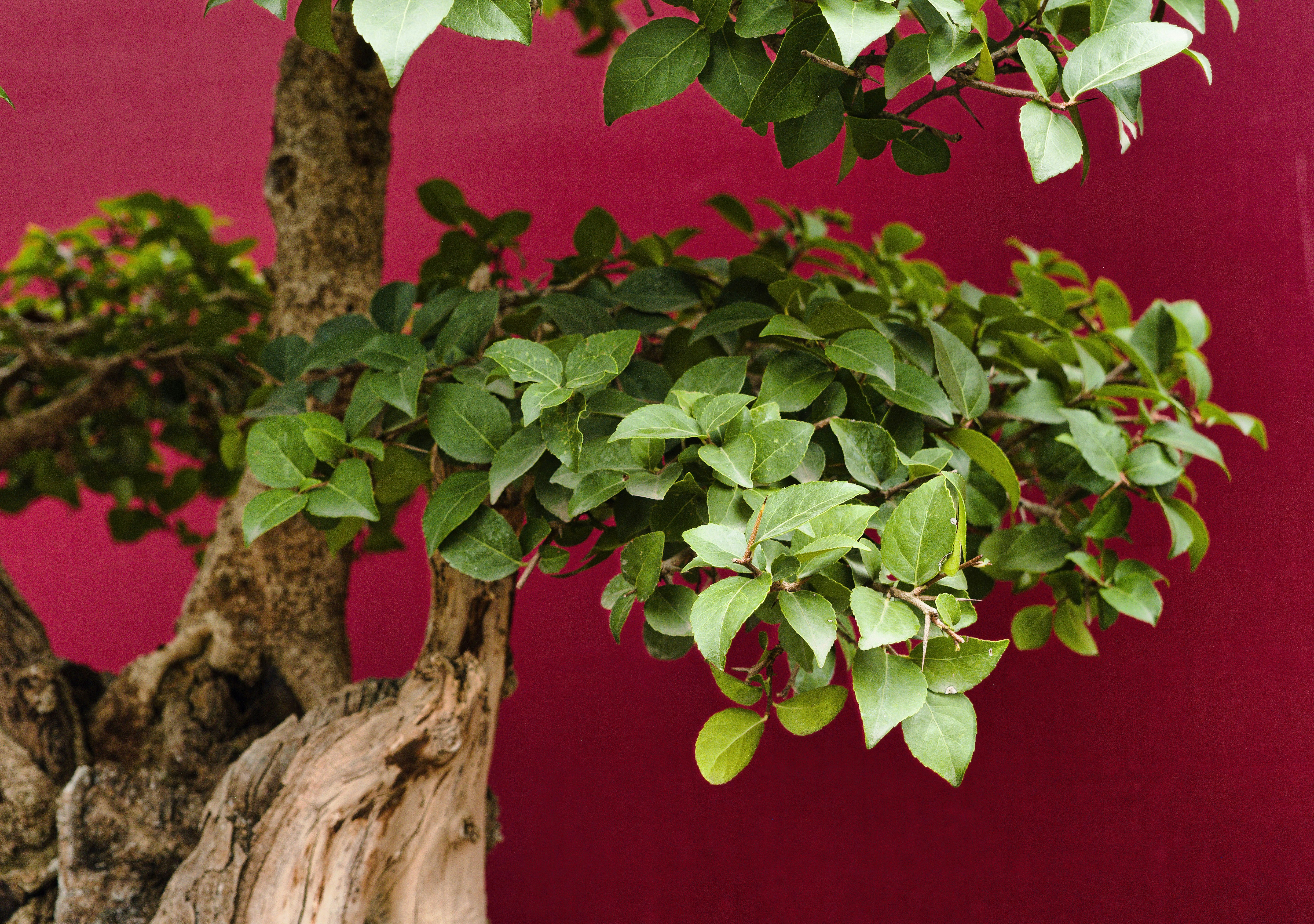 Bonsai tree with green leaves and textured trunk set against a red background in a quiet indoor space - A bonsai tree displays its green leaves and unique trunk structure near a wall painted red. The setting is inside a room with soft lighting, creating a simple view of nature.