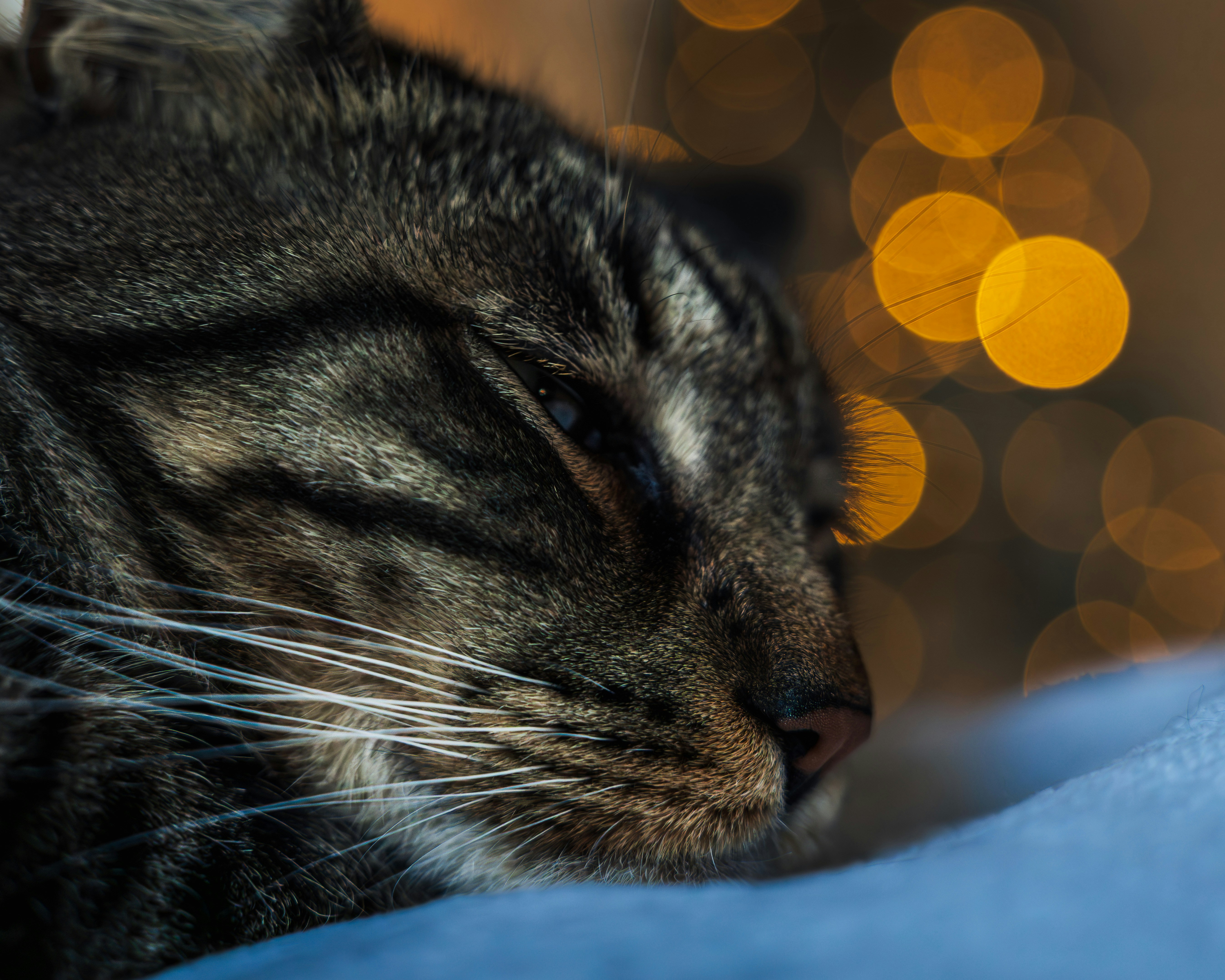 Close-up of a Cat Nuzzling a Cozy Evening Glow