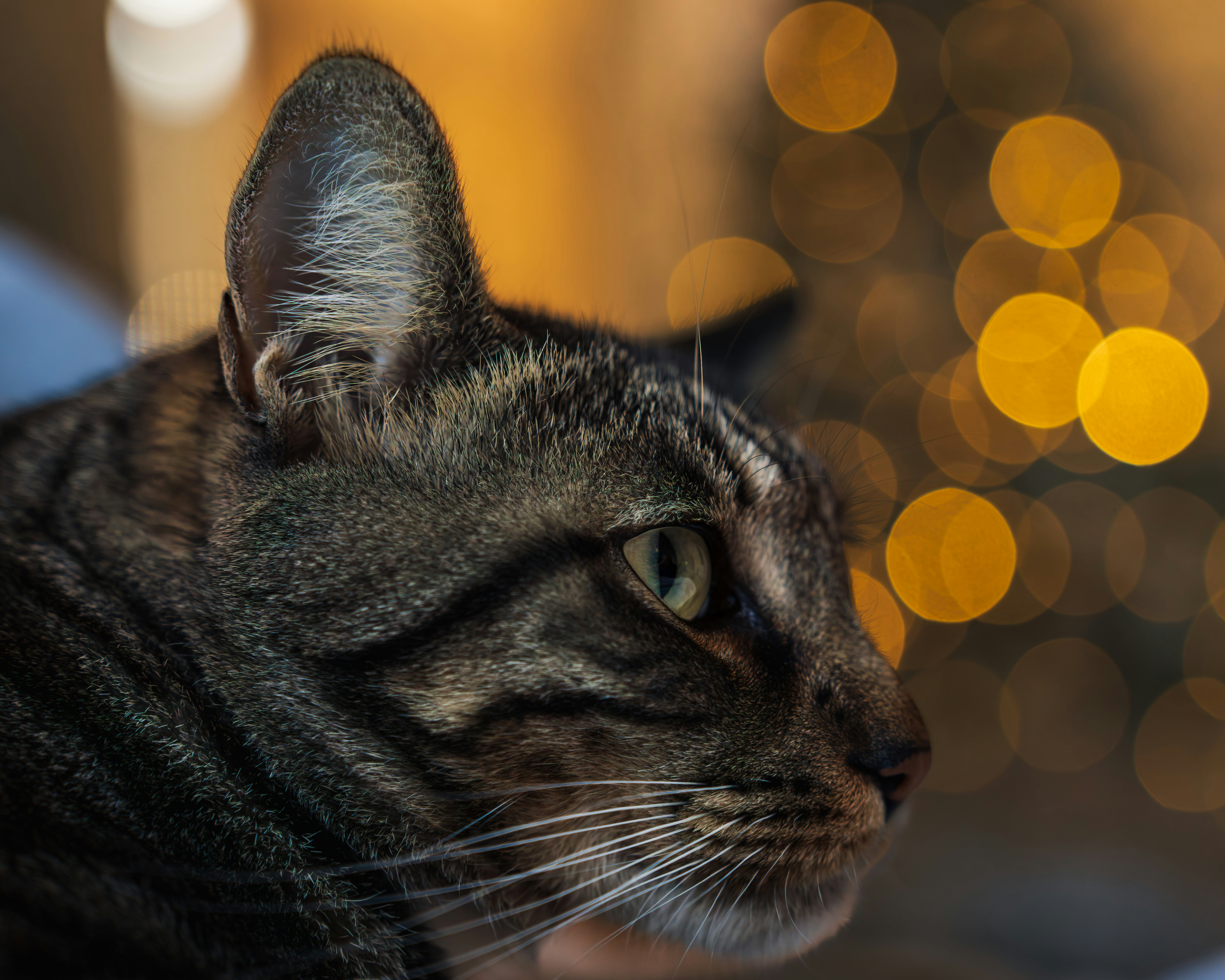 Close-up of a contemplative cat against warm bokeh lights