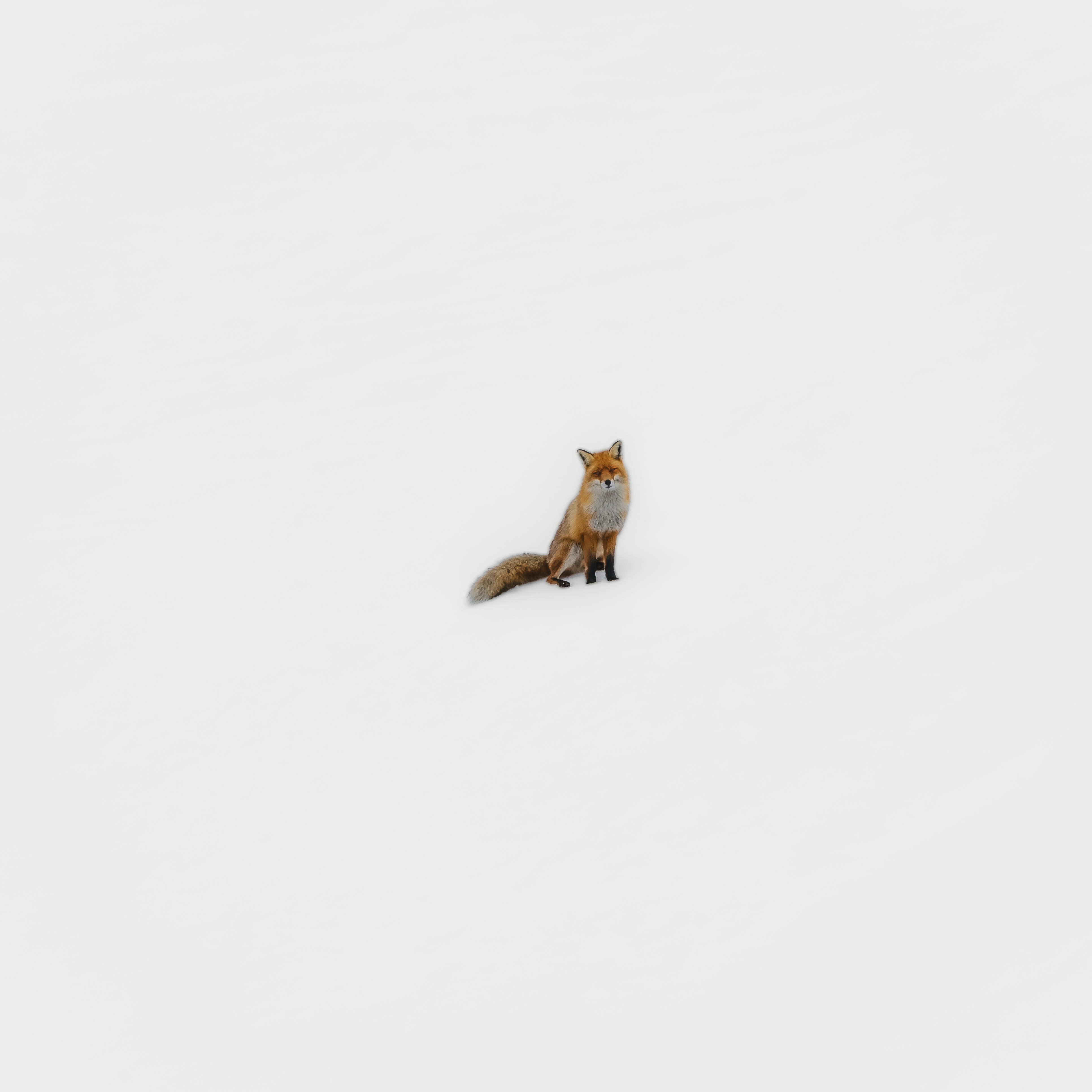 A fox sits alone in the snow photo – Free Animal Image on Unsplash