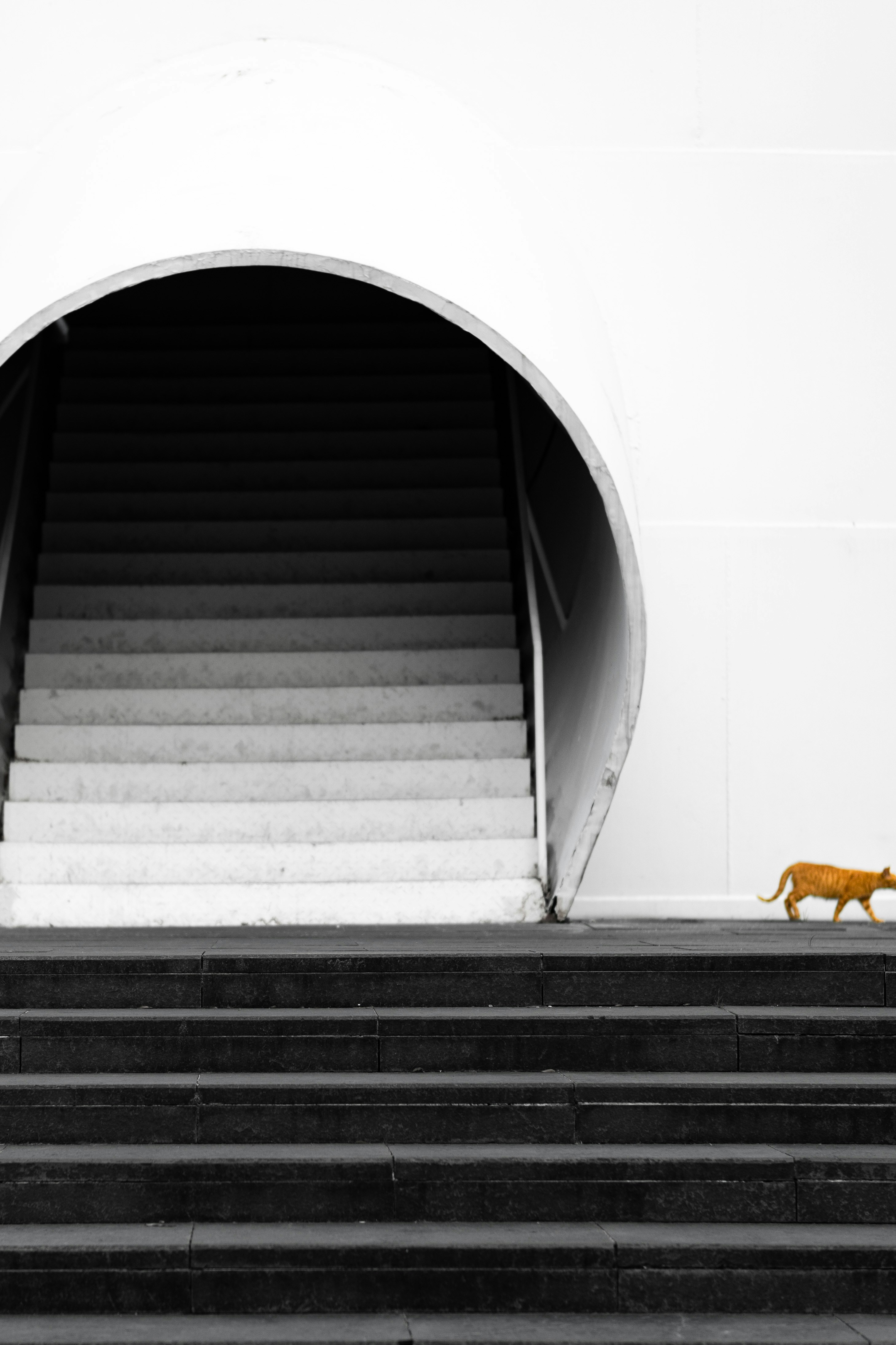 Orange Cat on White Stairway: A Minimalist Architecture Moment