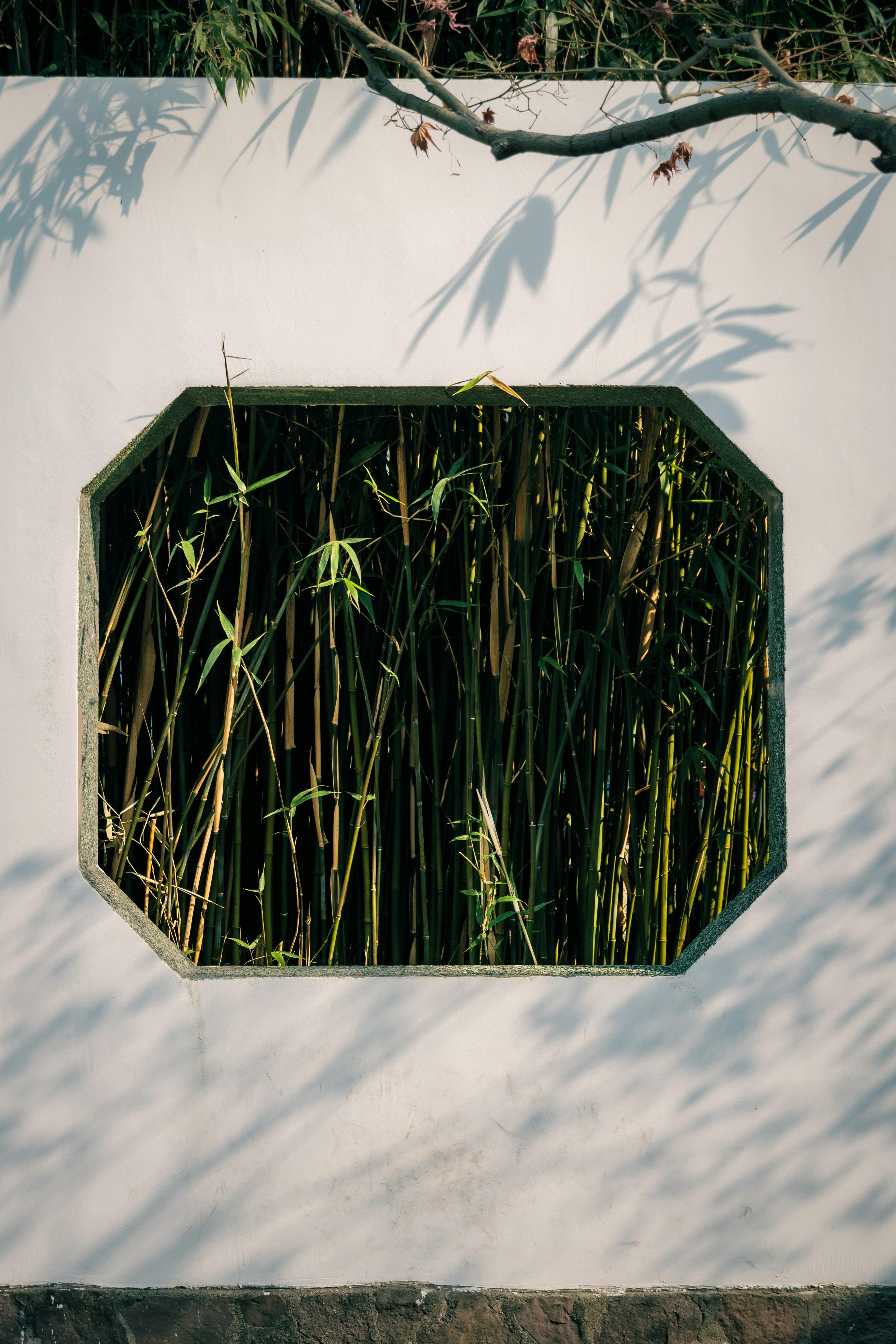 Hexagonal Window of Bamboo: Quiet Garden Breath Through a White Wall