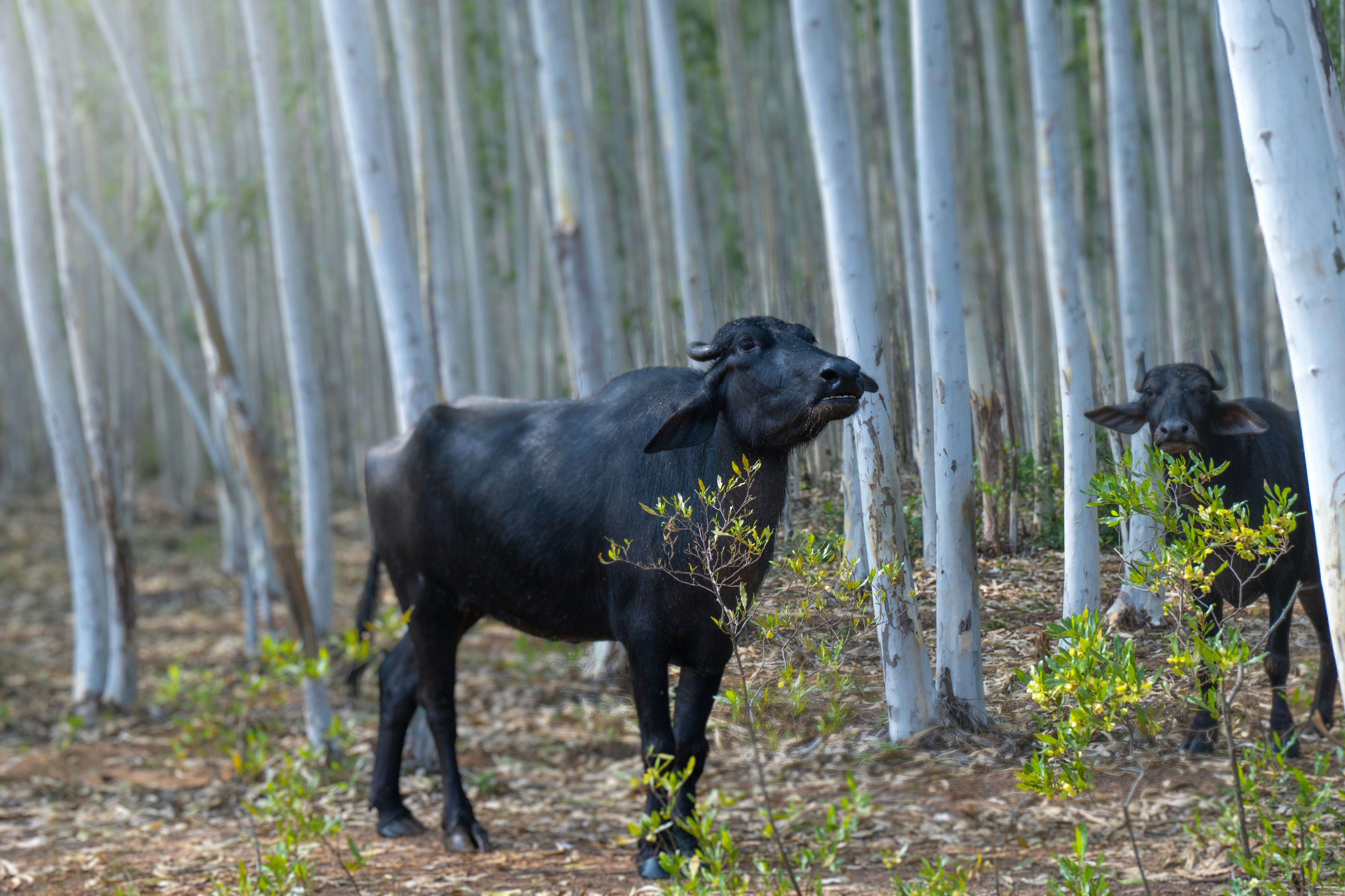 Dark boars among silver-trunked trees