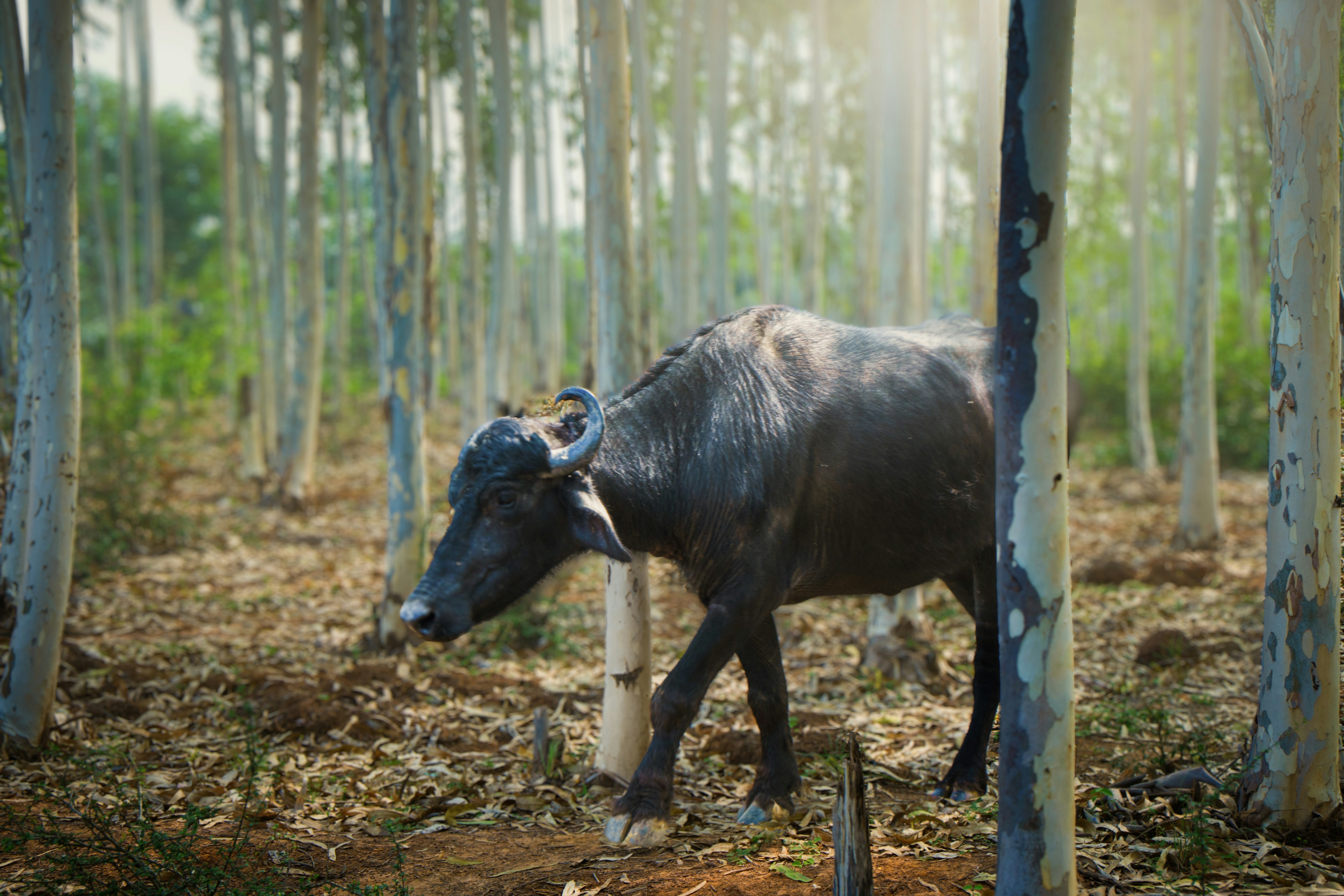 Photo by Naveena V with Sony Alpha 6100