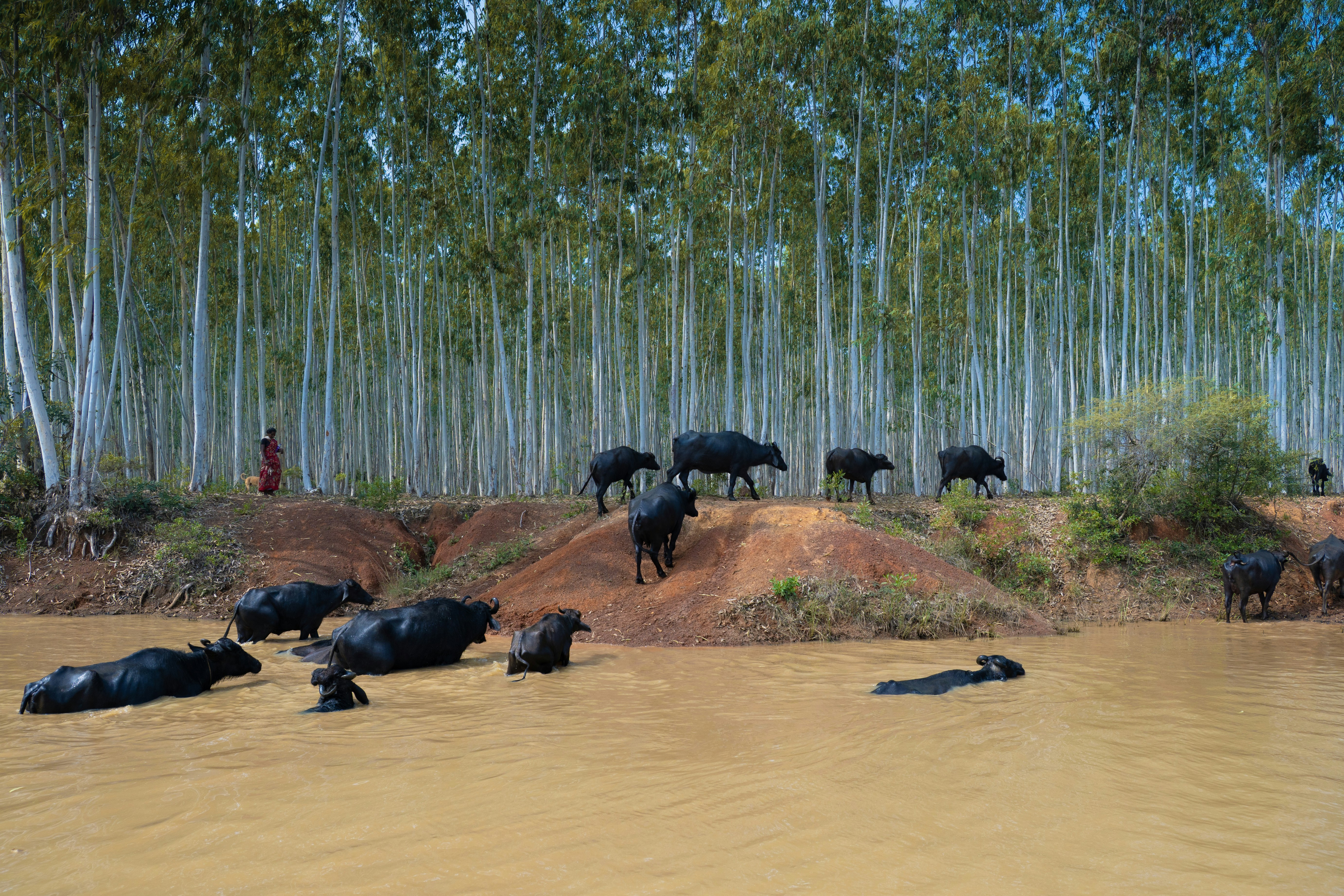 Water’s Edge: Cattle Rest by a Timberline Riverbank