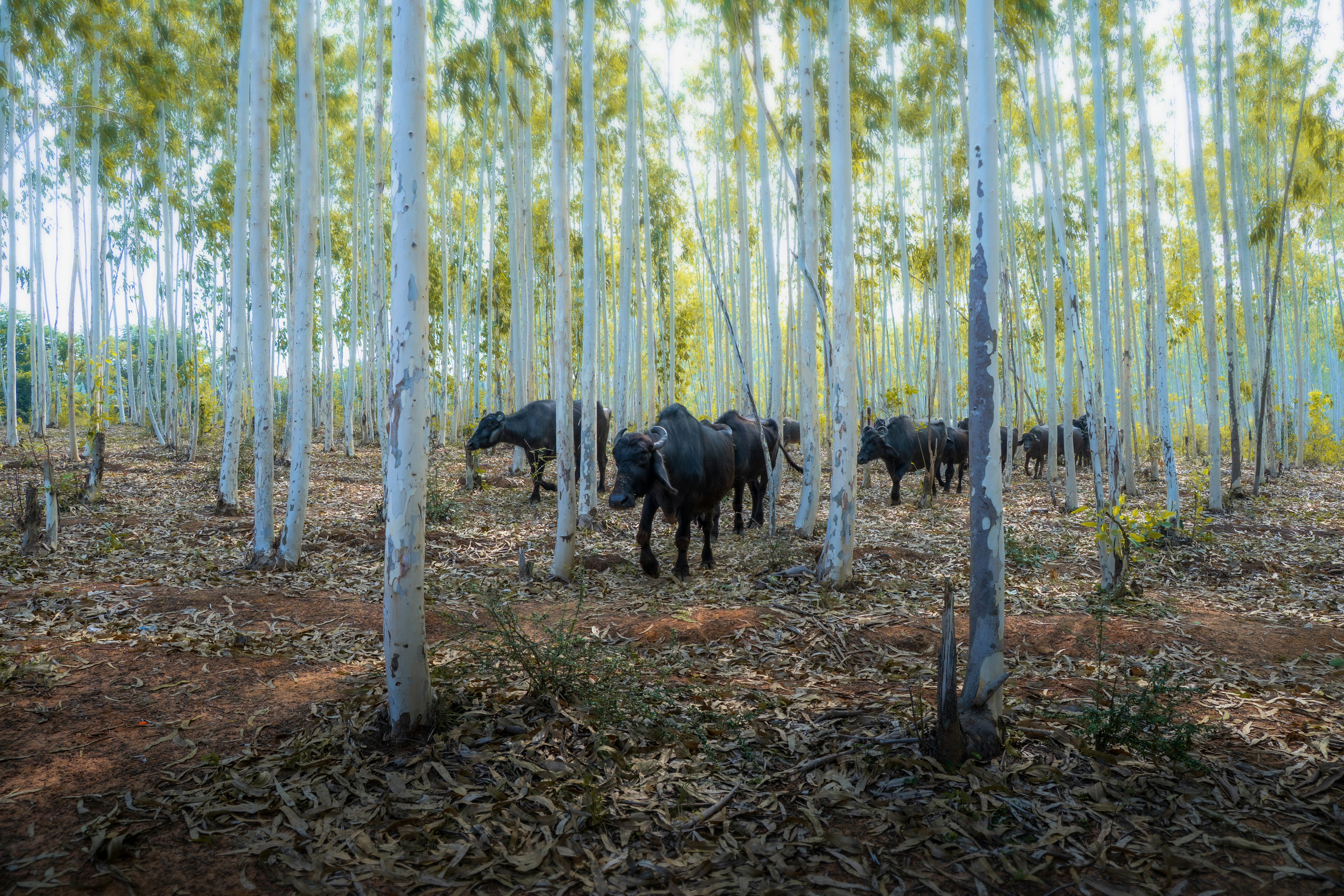 Photo by Naveena V with Sony Alpha 6100